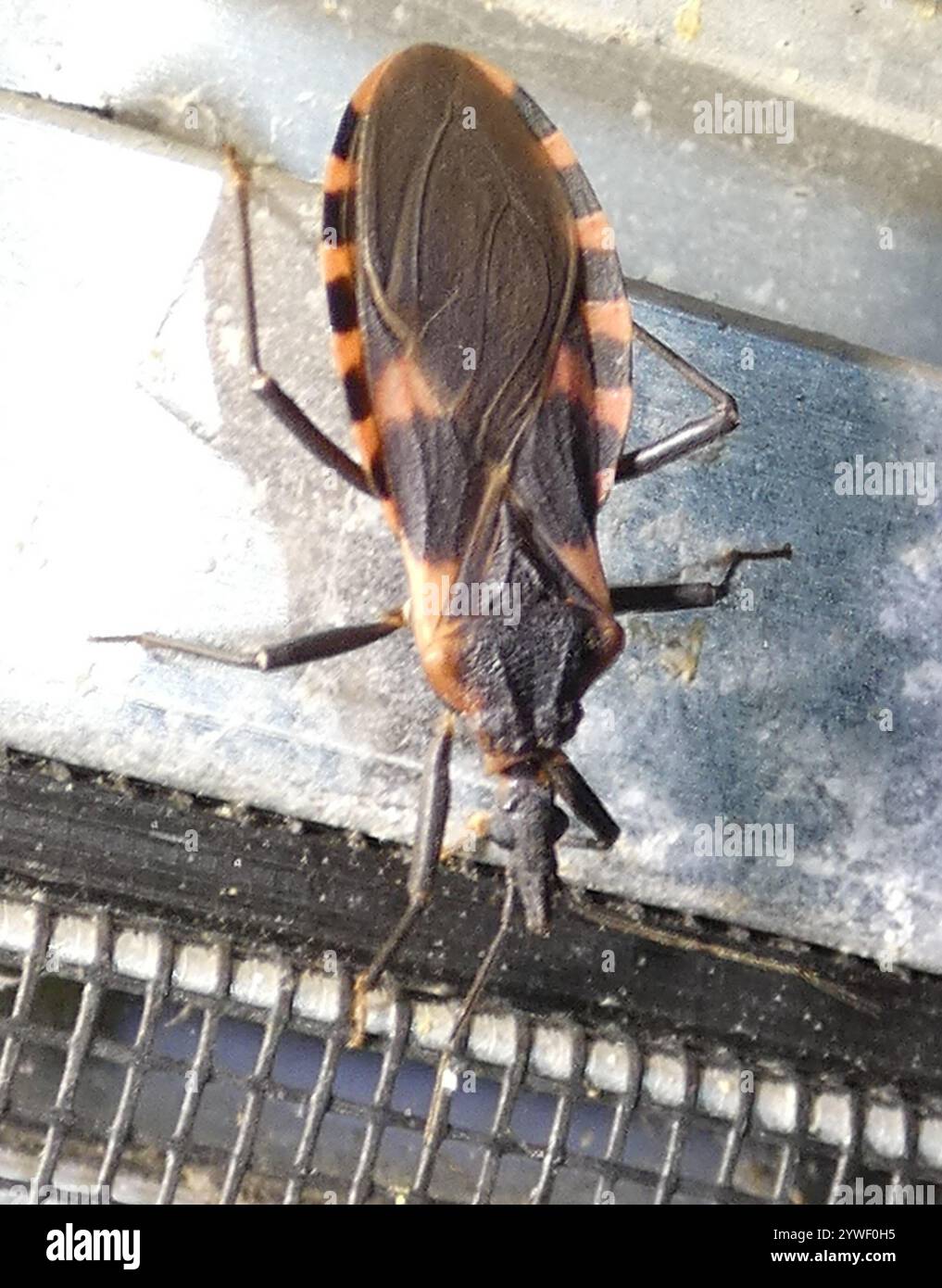 Eastern Bloodsucking Conenose (Triatoma sanguisuga Stock Photo - Alamy