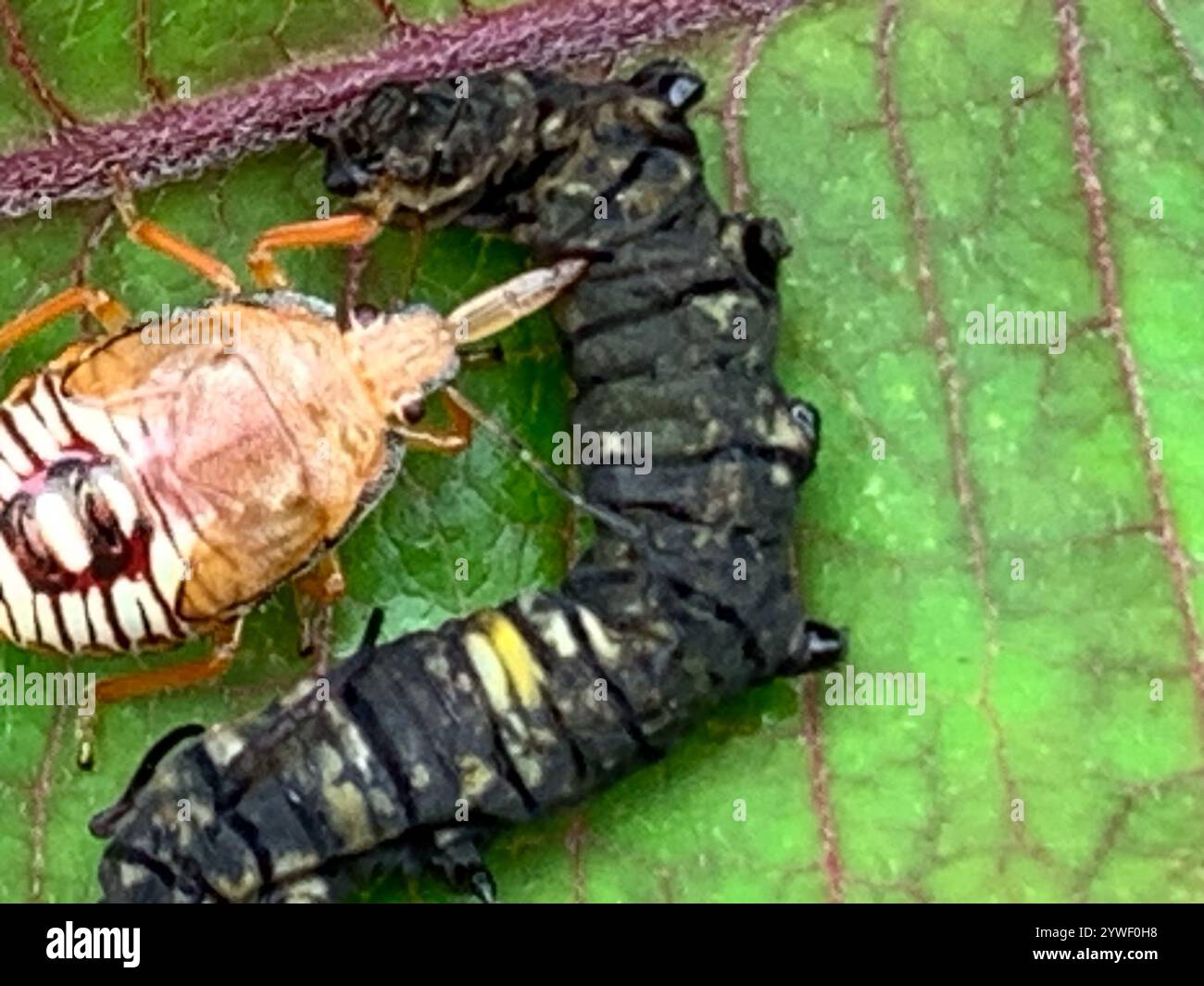 Podisus maculiventris hi-res stock photography and images - Alamy