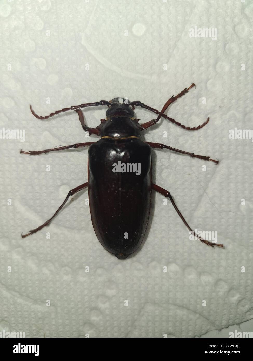 California Root Borer (Prionus californicus Stock Photo - Alamy