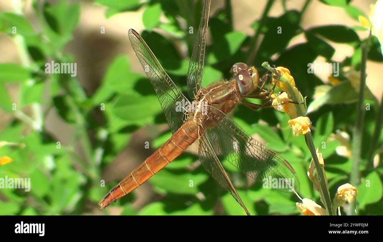 Broad Scarlet (Crocothemis erythraea Stock Photo - Alamy