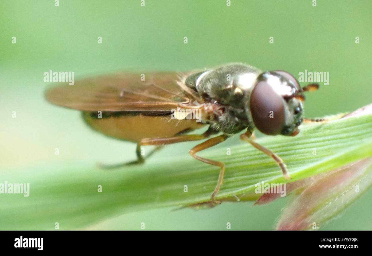 Variable Duskyface Fly (Melanostoma mellinum Stock Photo - Alamy
