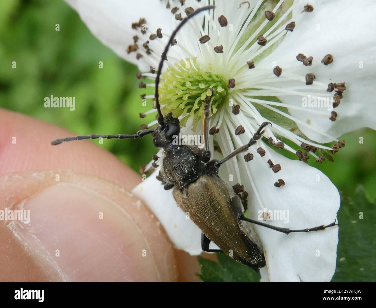 Longhorn Beetles (Cerambycidae Stock Photo - Alamy