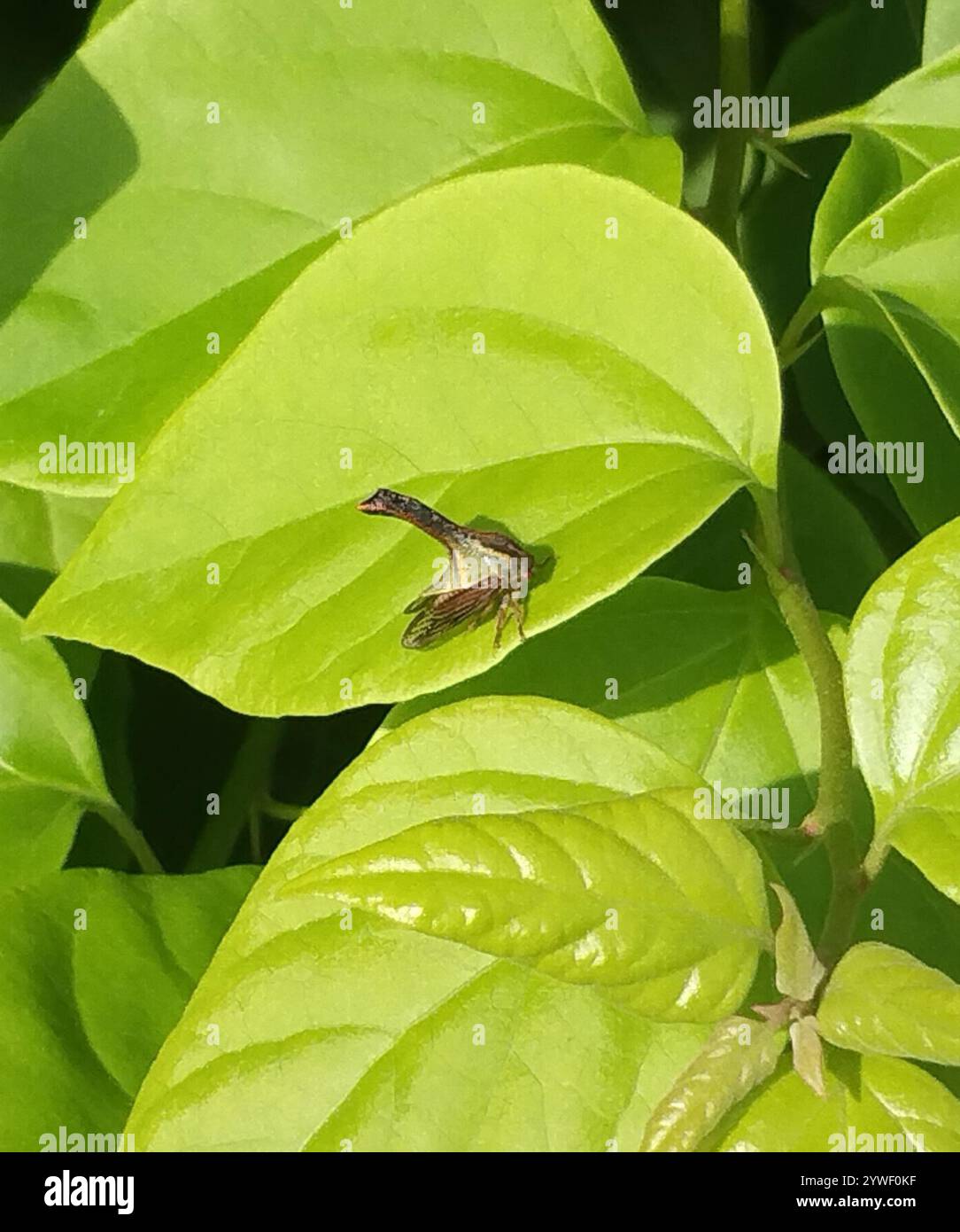 Thorn Treehoppers (Umbonia Stock Photo - Alamy