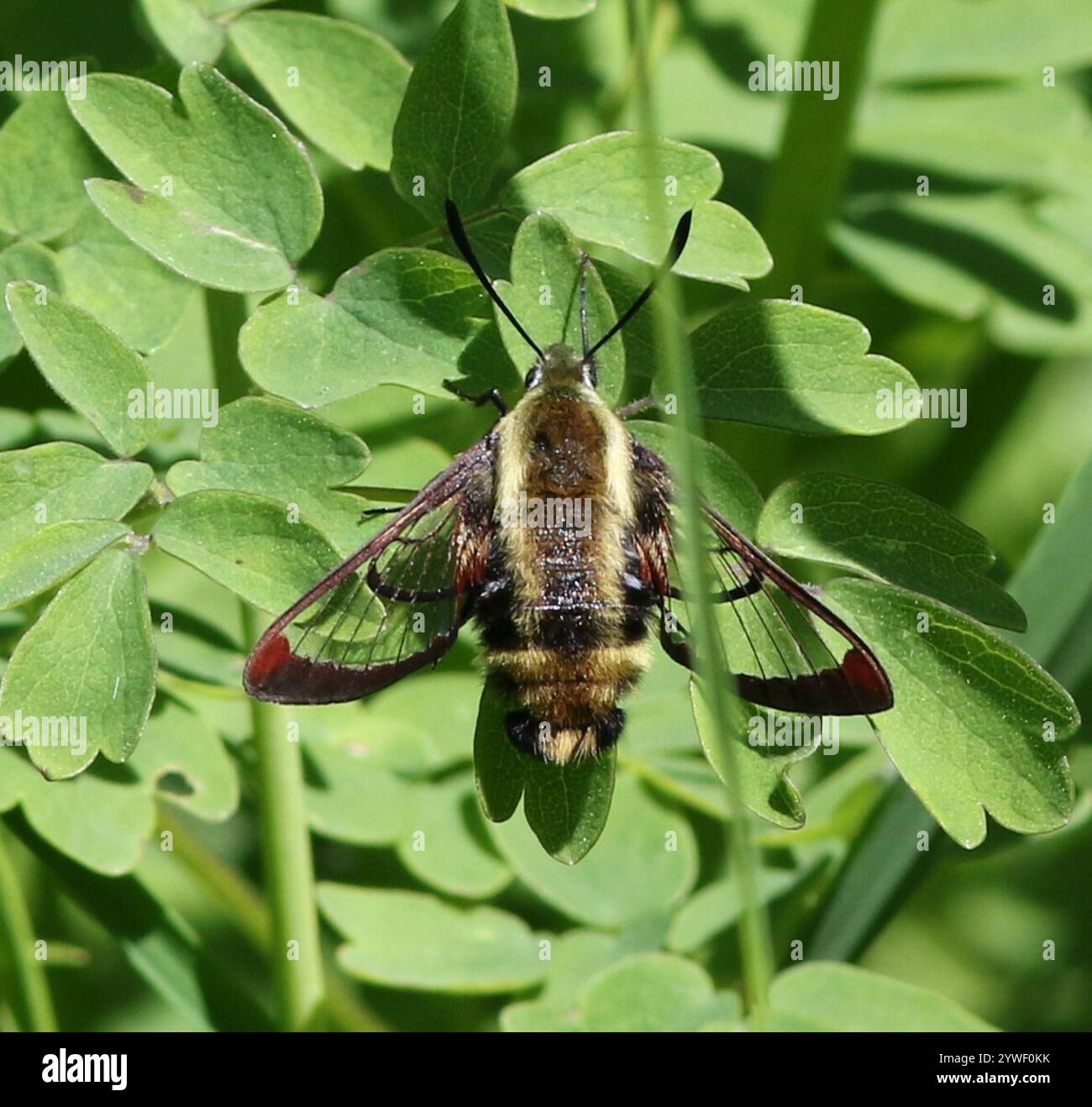 Clearwings and Bee Hawkmoths (Hemaris Stock Photo - Alamy