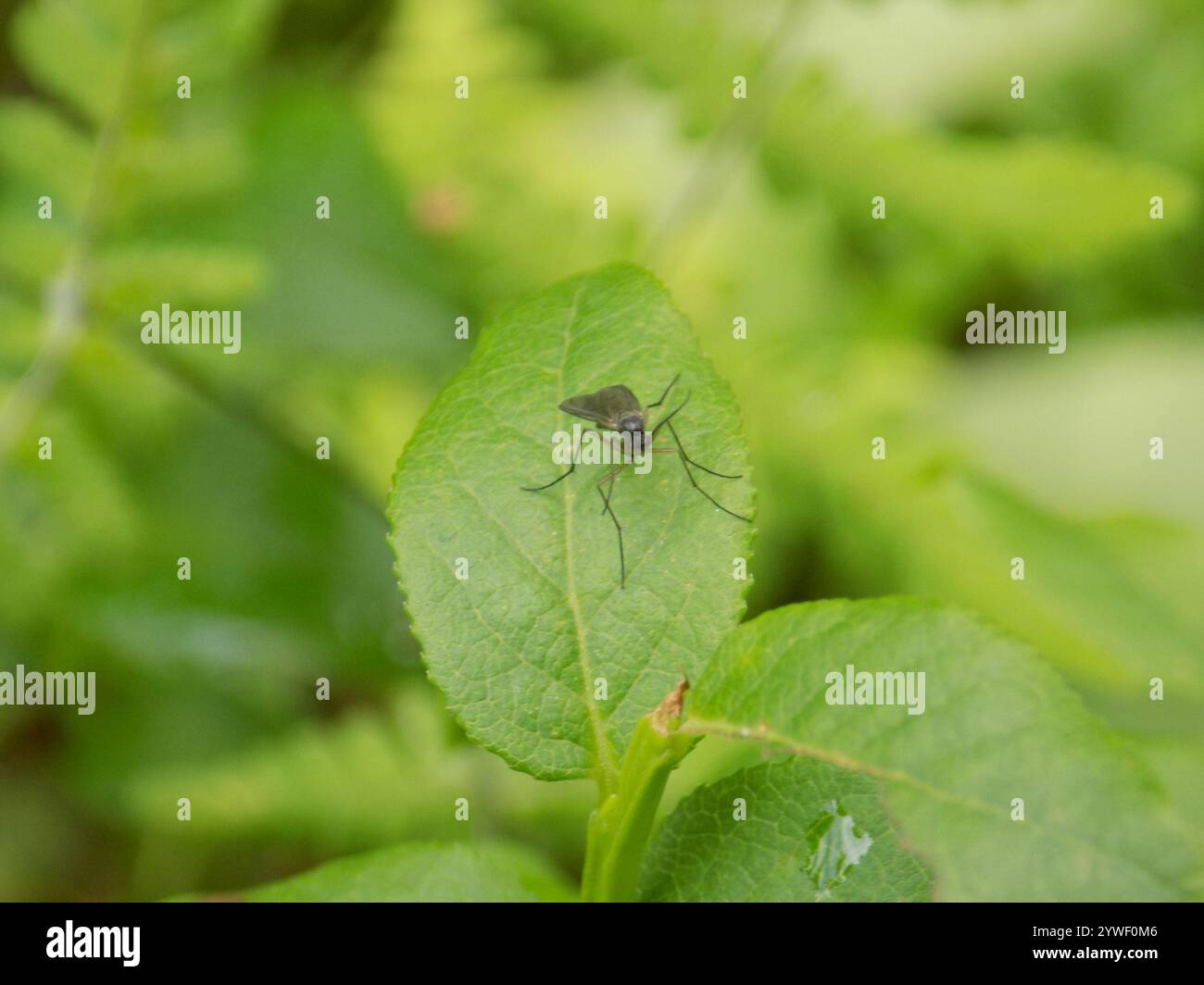 Fungus Gnats and Gall Midges (Sciaroidea Stock Photo - Alamy