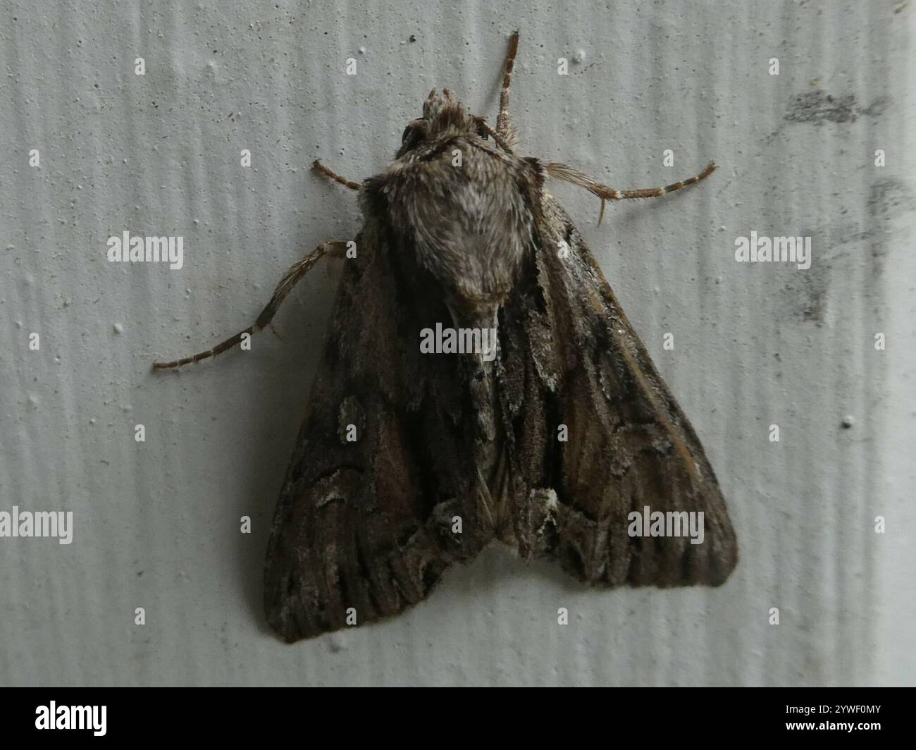 Common Hyppa Moth (Hyppa xylinoides Stock Photo - Alamy