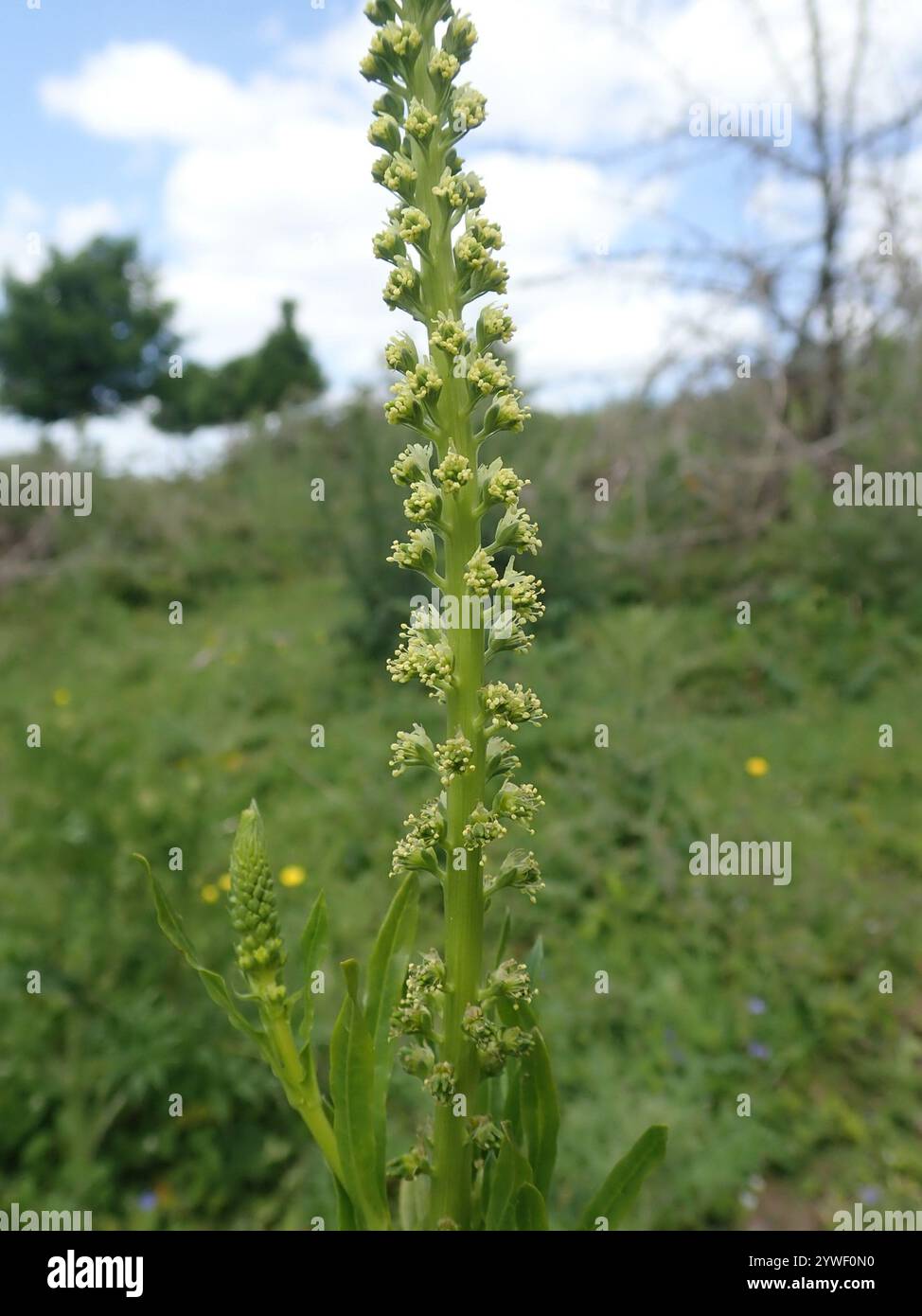 Weld (Reseda luteola Stock Photo - Alamy