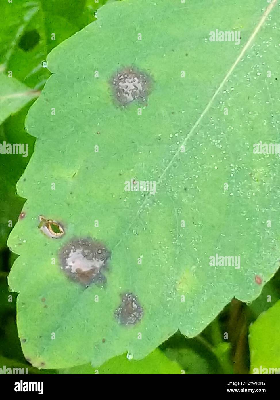 Mycosphaerella hi-res stock photography and images - Alamy