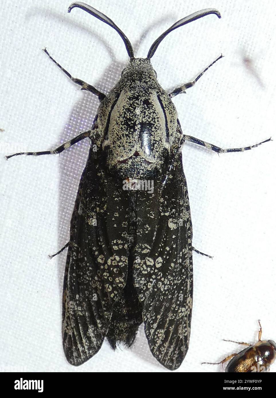 Carpenterworm Moth (Prionoxystus robiniae Stock Photo - Alamy