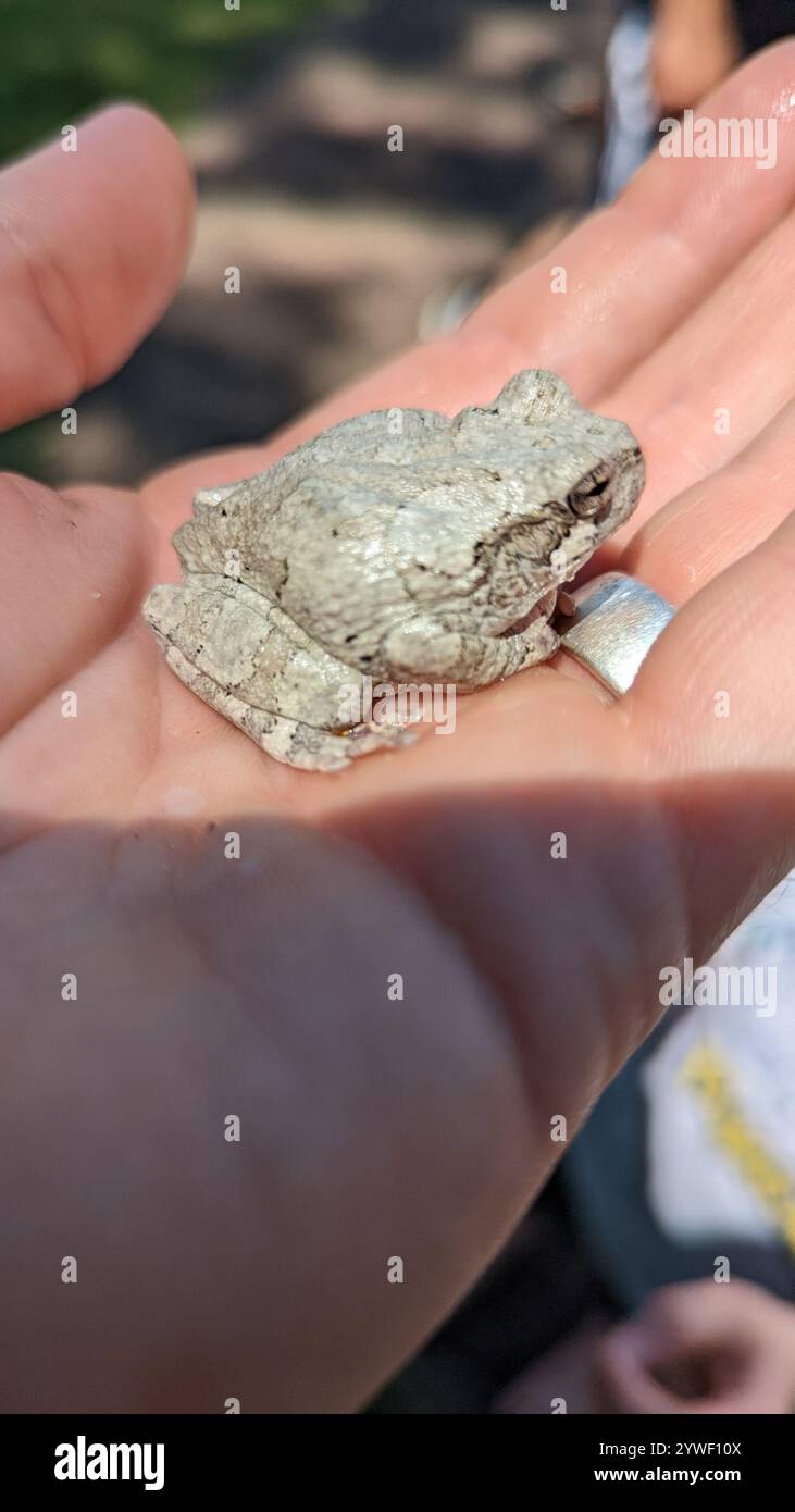 Cope's Gray Treefrog (Hyla chrysoscelis Stock Photo - Alamy