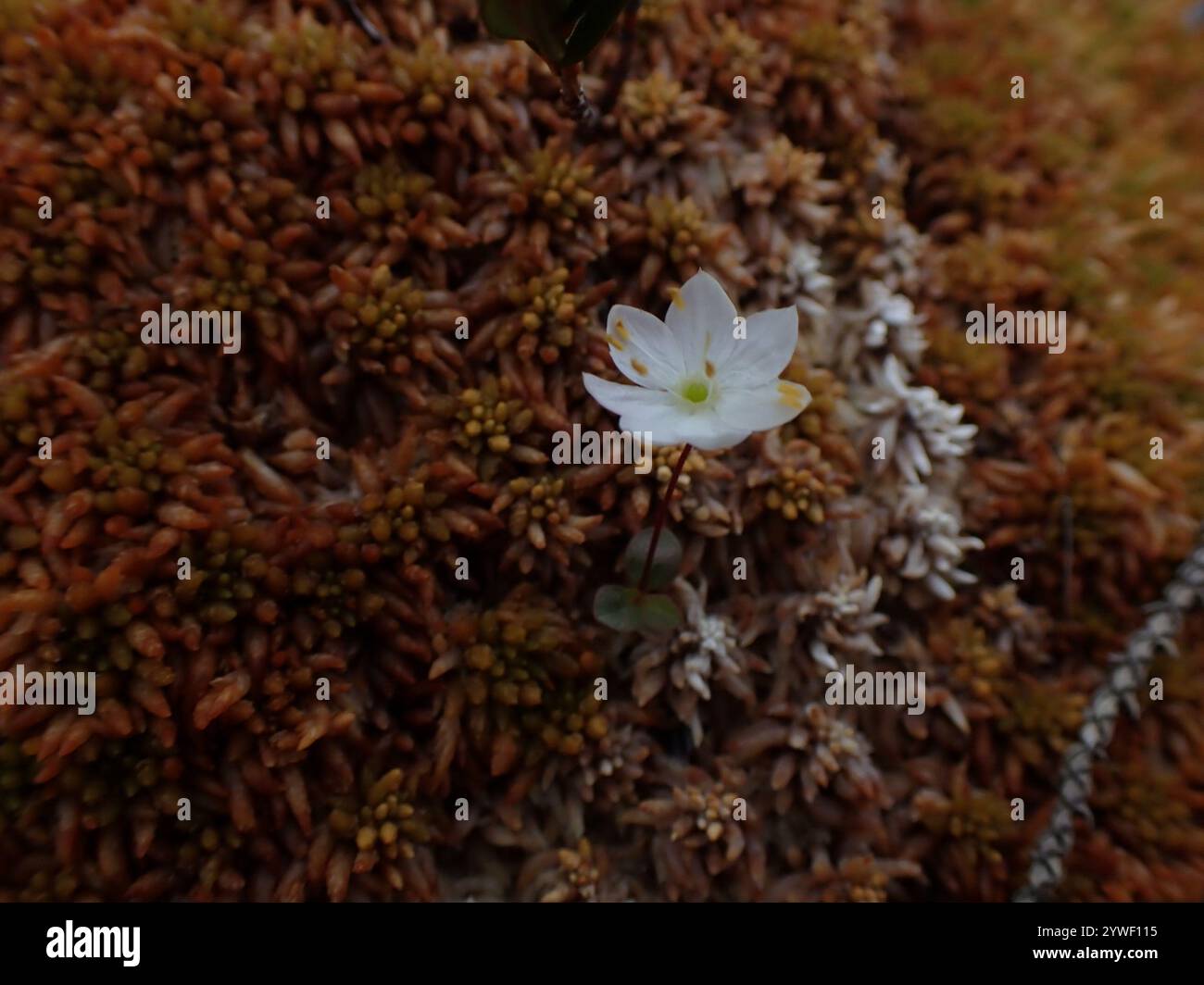 Arctic Starflower (Lysimachia europaea Stock Photo - Alamy