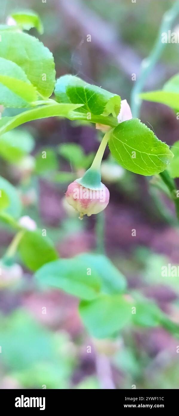 common bilberry (Vaccinium myrtillus Stock Photo - Alamy
