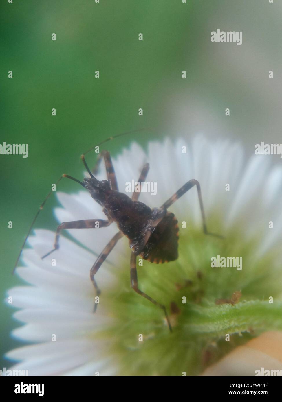 Tree Damsel Bug (Himacerus apterus Stock Photo - Alamy