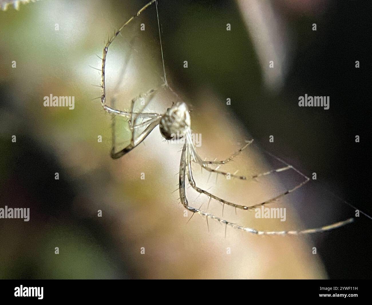 Mimetidae hi-res stock photography and images - Alamy