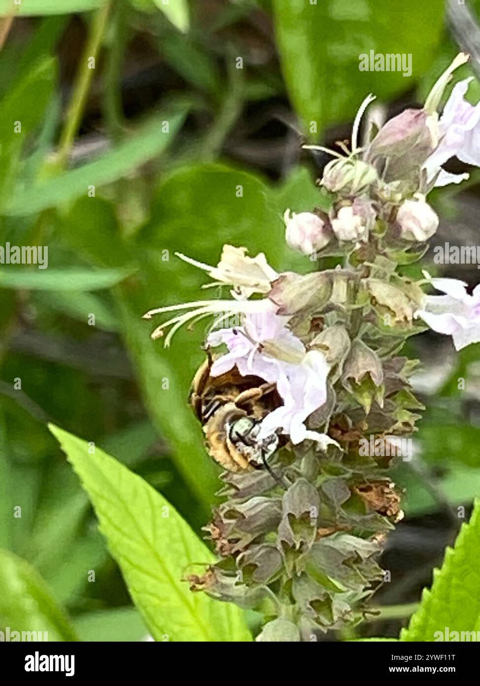 Common Longhorn Bee (Melissodes communis Stock Photo - Alamy