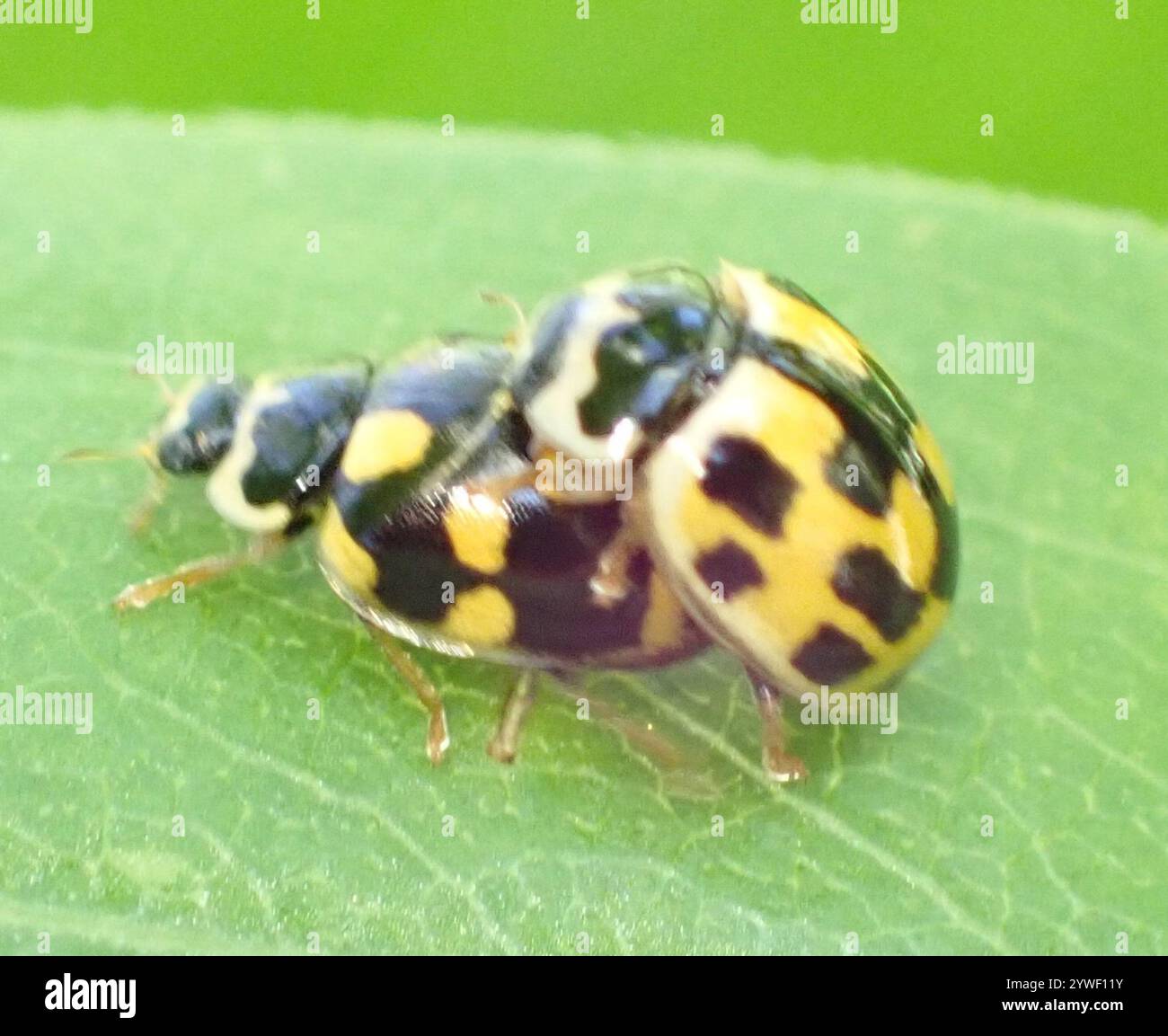 Fourteen-spotted Lady Beetle (Propylea quatuordecimpunctata Stock Photo ...