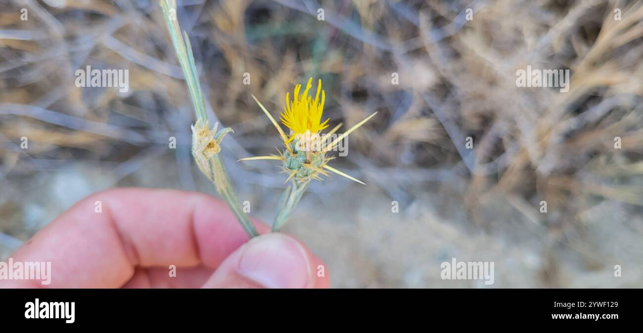 Yellow Star-Thistle (Centaurea solstitialis Stock Photo - Alamy