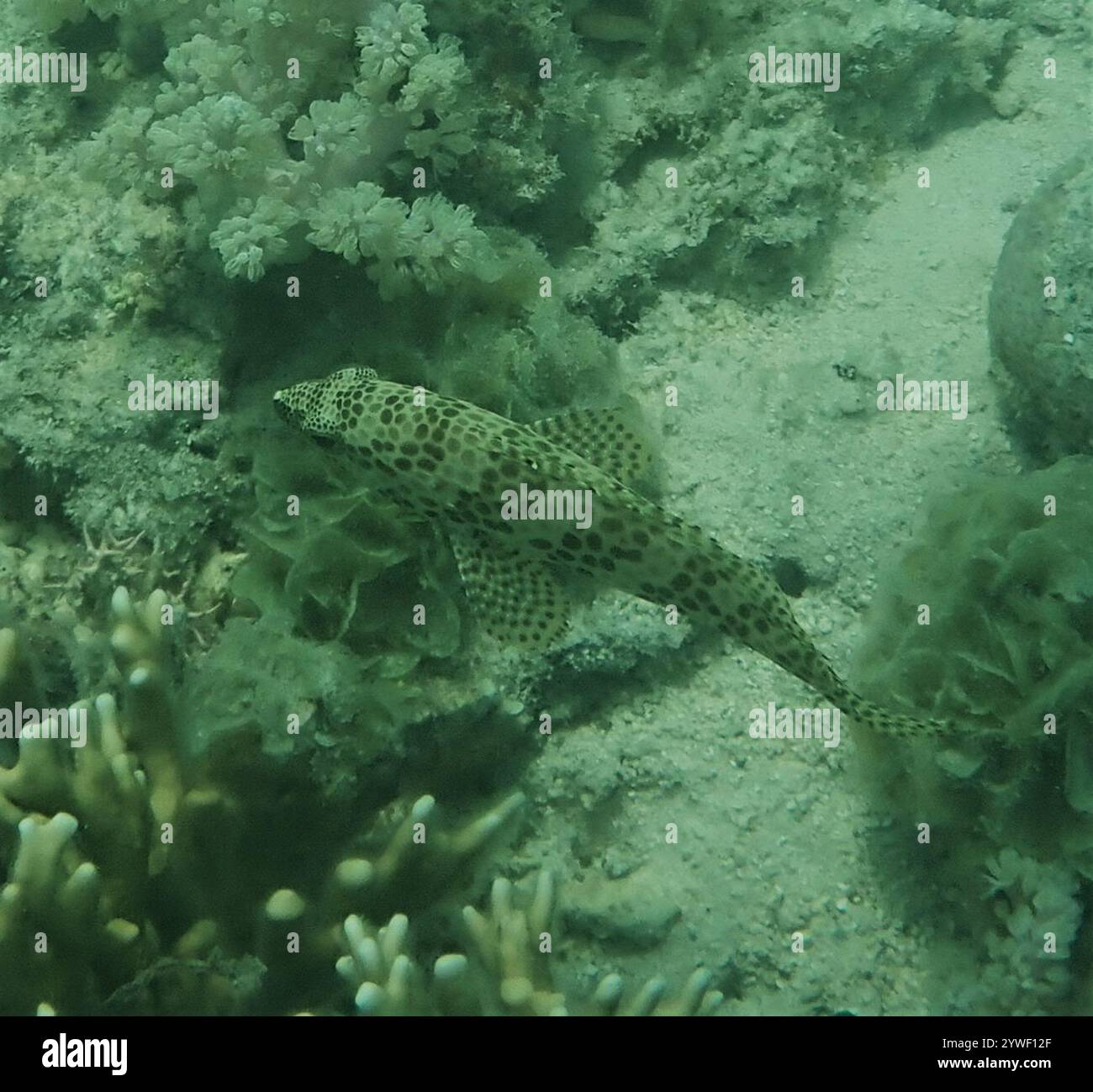 Honeycomb Grouper (Epinephelus merra Stock Photo - Alamy