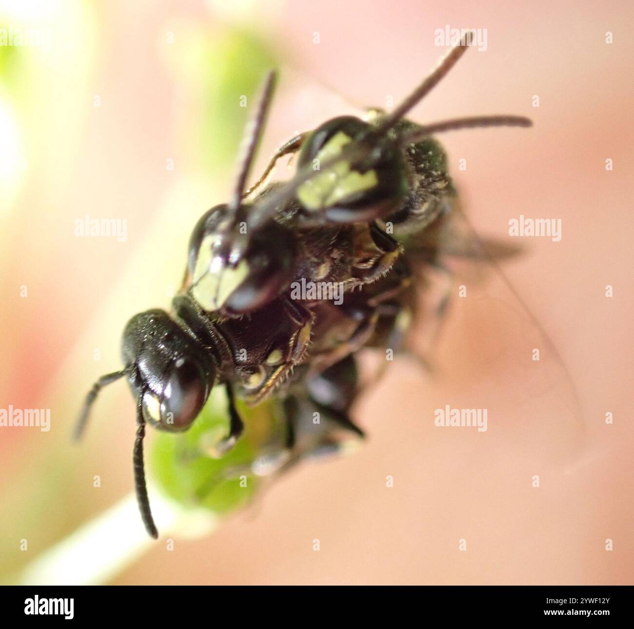 Common Masked Bee (Hylaeus communis Stock Photo - Alamy