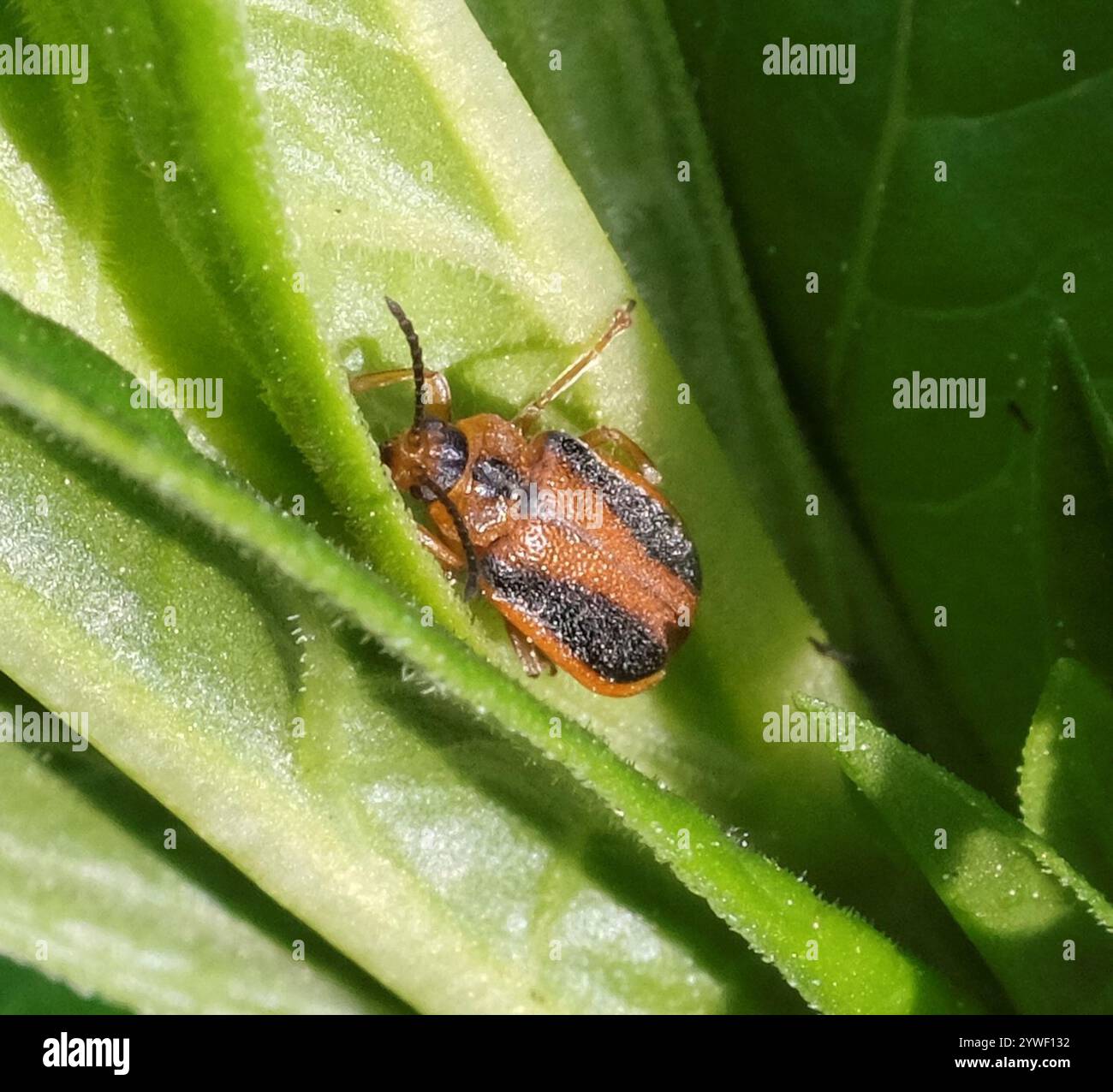 Black-margined Loosestrife Beetle (Galerucella calmariensis Stock Photo ...