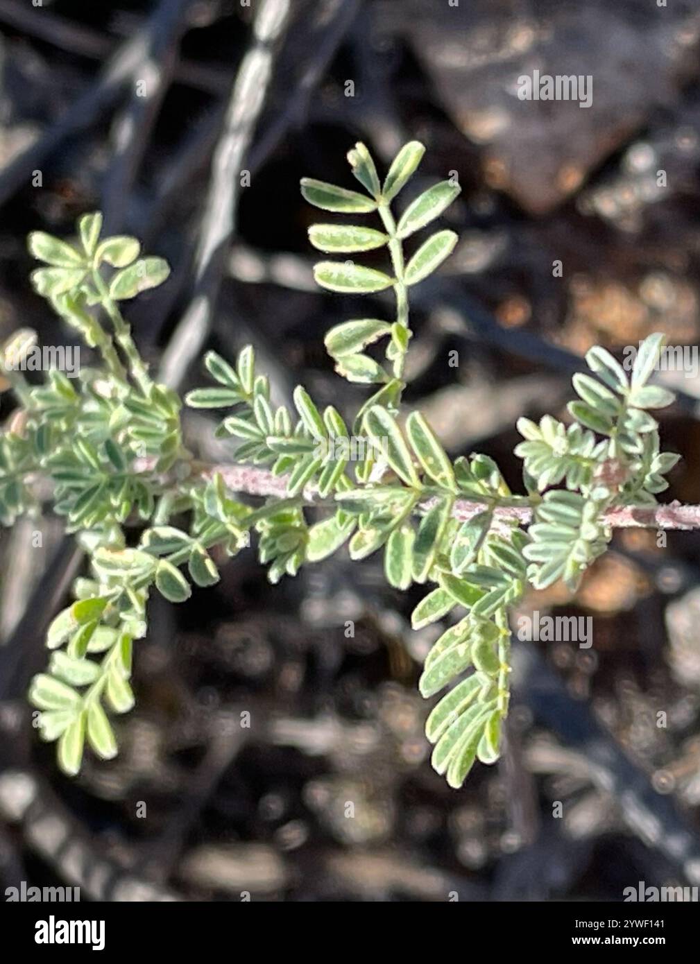 Dalea bicolor hi-res stock photography and images - Alamy
