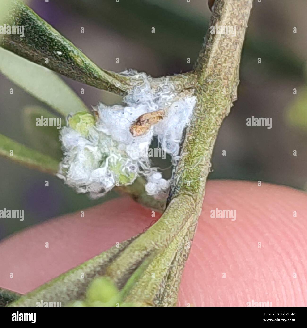 Woolly Apple Aphid (Eriosoma lanigerum Stock Photo - Alamy