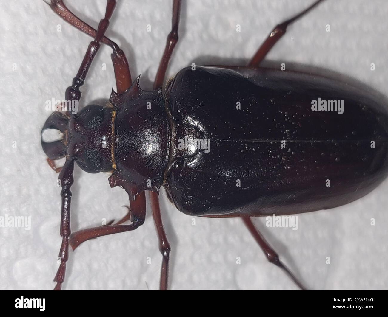 California Root Borer (Prionus californicus Stock Photo - Alamy