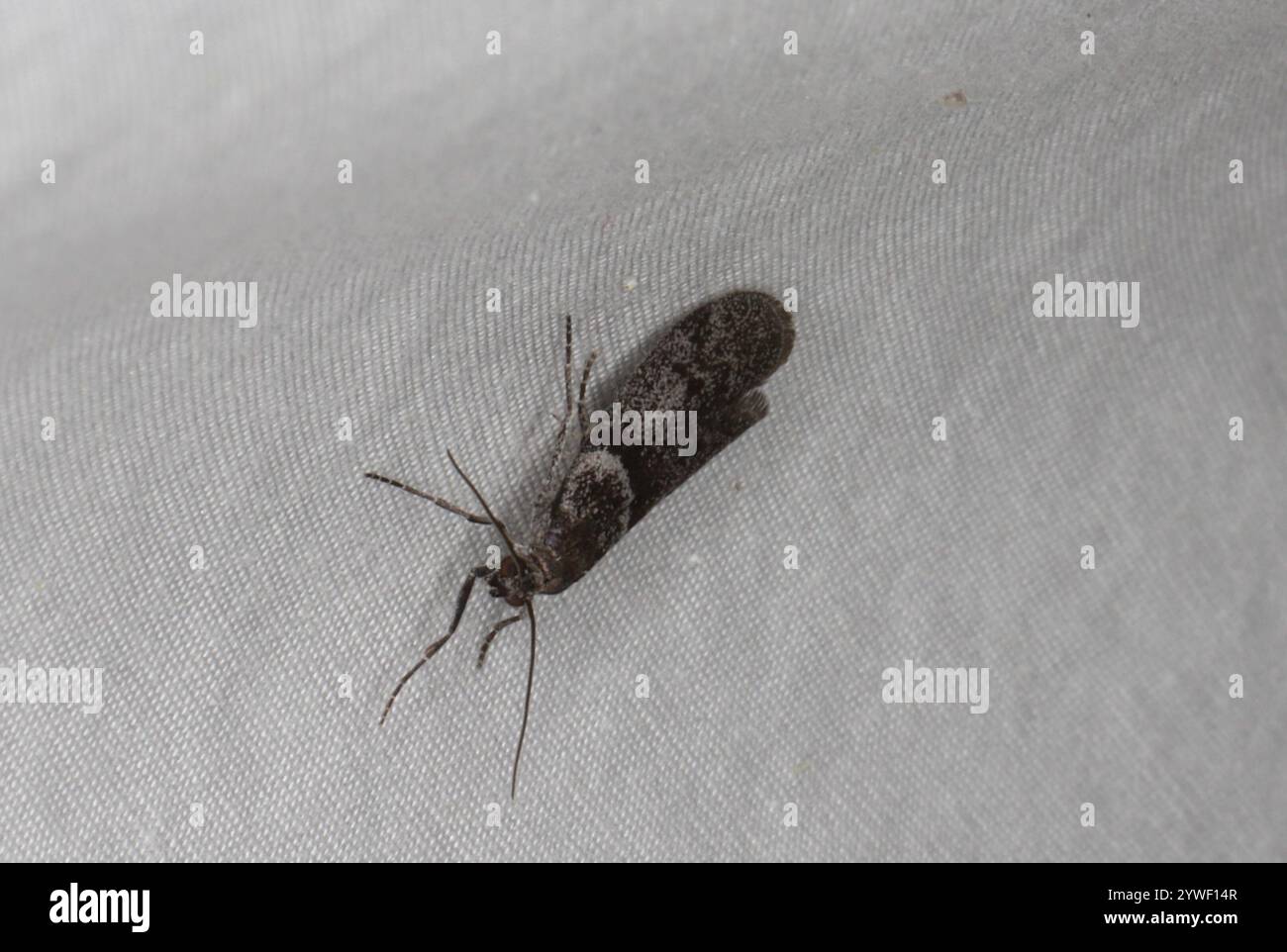 Gooseberry Fruitworm Moth (Zophodia grossulariella Stock Photo - Alamy