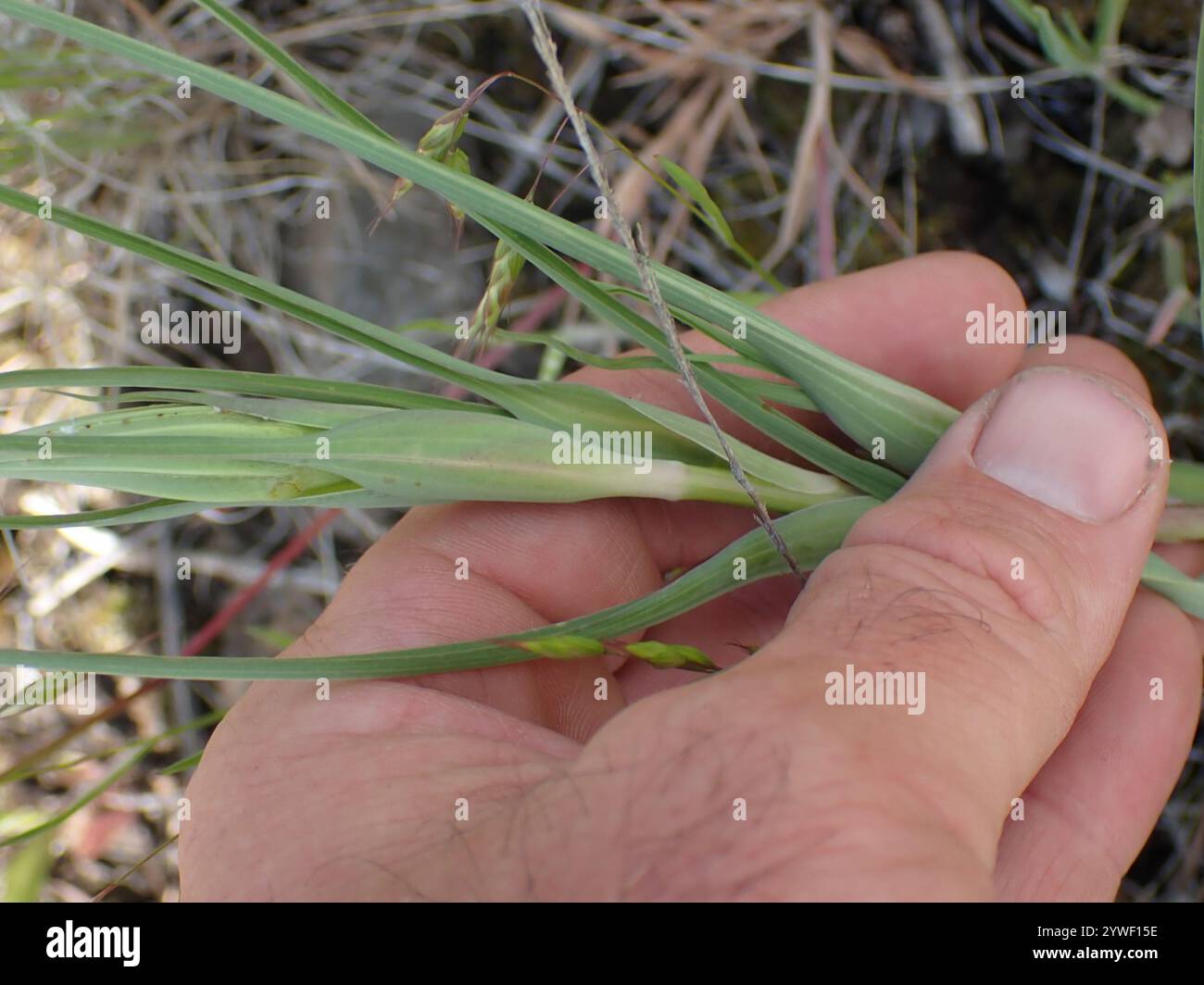 Saltgrass (Distichlis spicata Stock Photo - Alamy