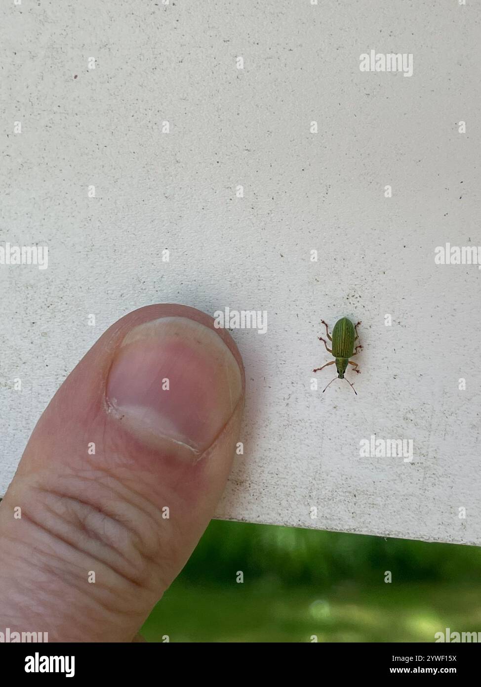 Green Immigrant Leaf Weevil (Polydrusus formosus Stock Photo - Alamy