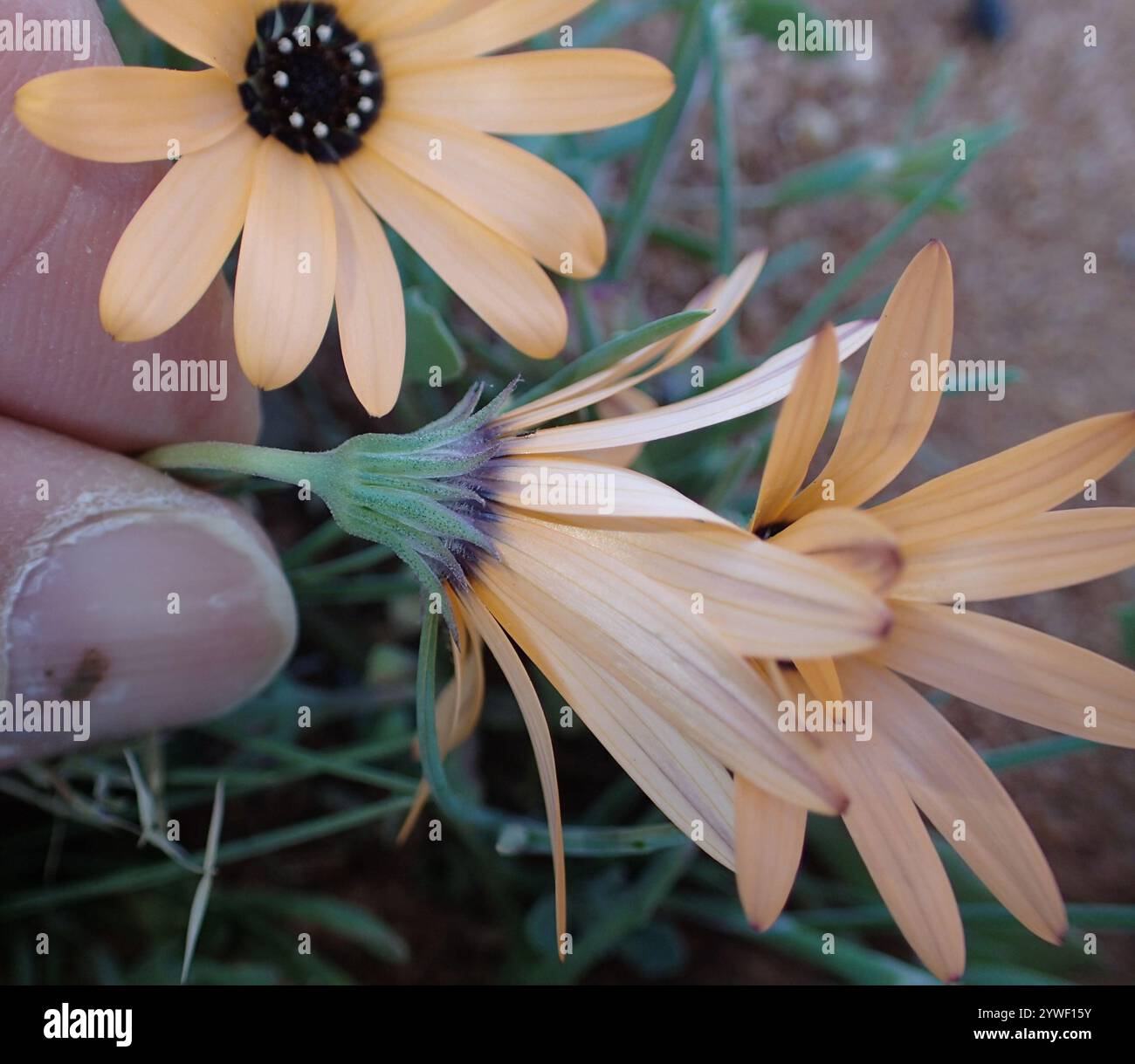 Cape marigold (Dimorphotheca sinuata Stock Photo - Alamy