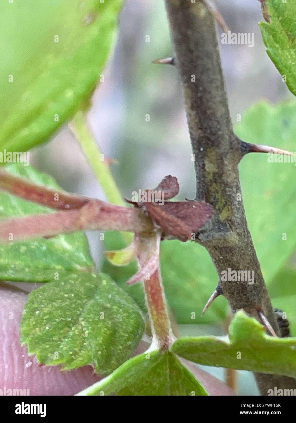 Rubus cuneifolius hi-res stock photography and images - Alamy