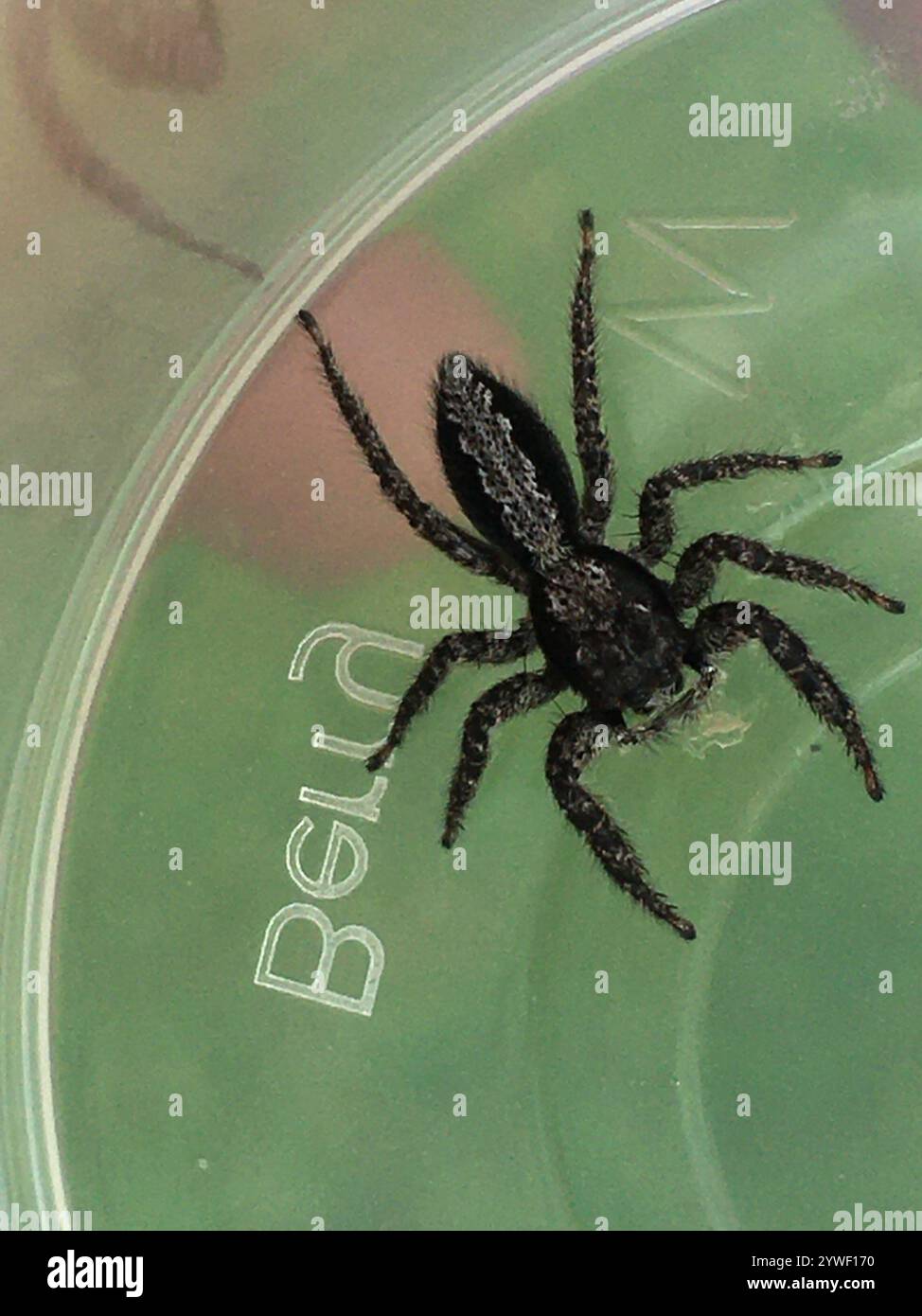 California Flattened Jumping Spider (Platycryptus californicus Stock ...
