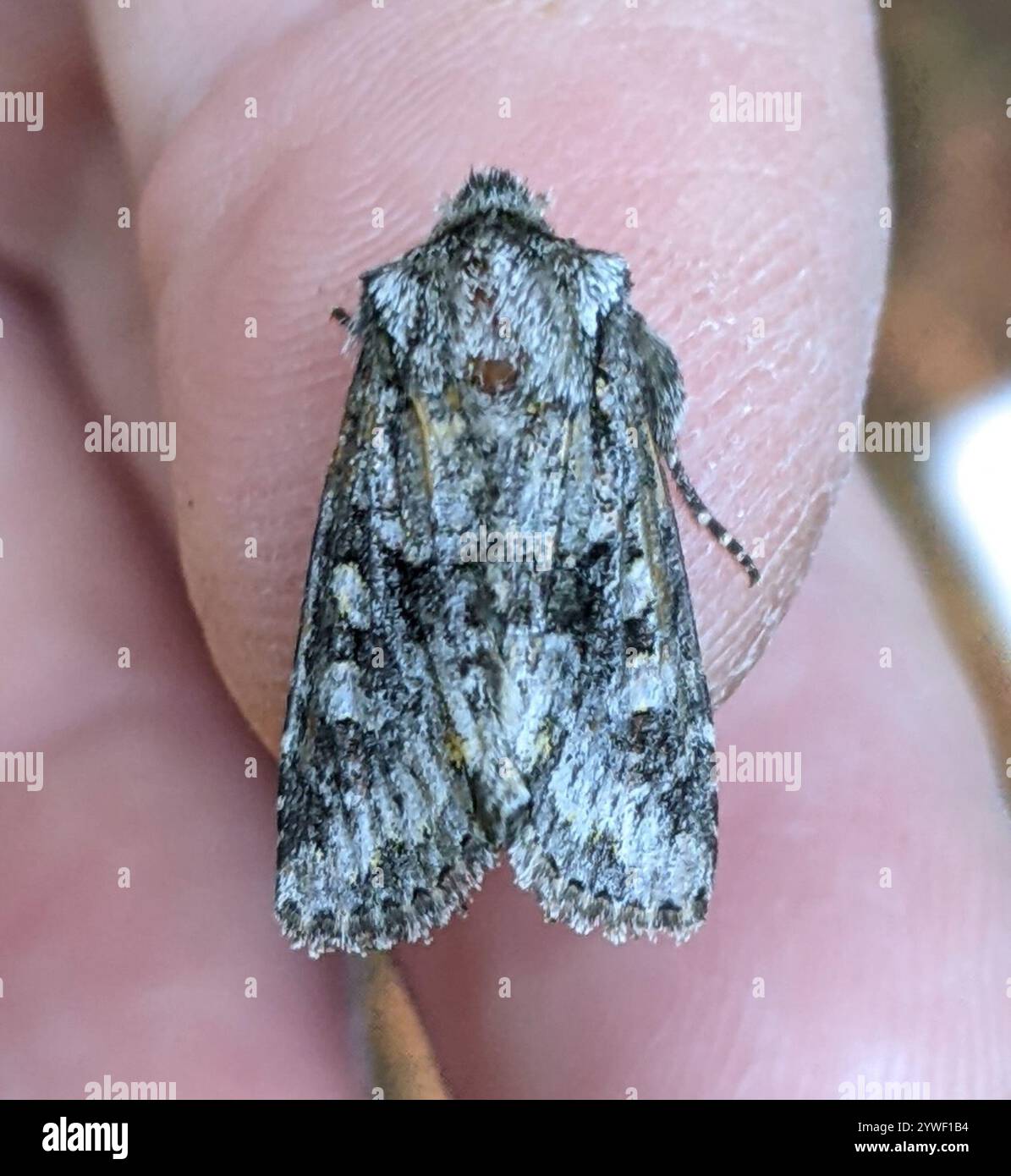 Cuneate Arches Moth (Lacinipolia cuneata Stock Photo - Alamy