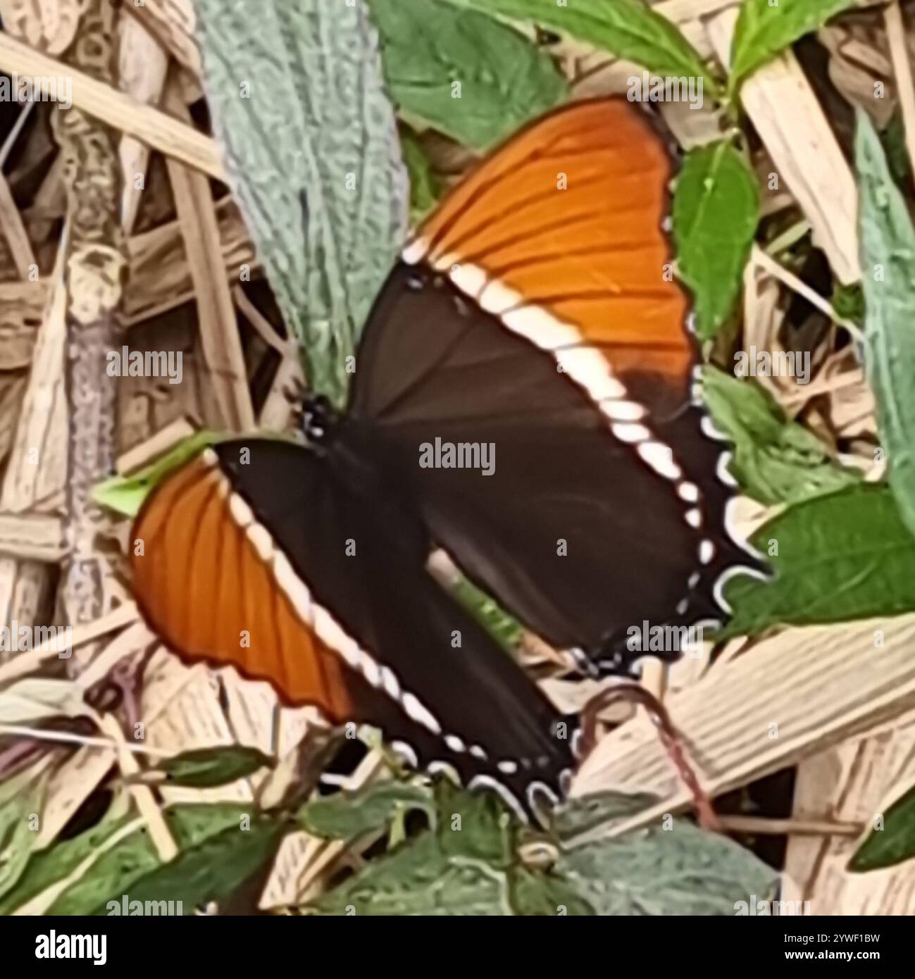 Rusty-tipped Page (Siproeta epaphus Stock Photo - Alamy