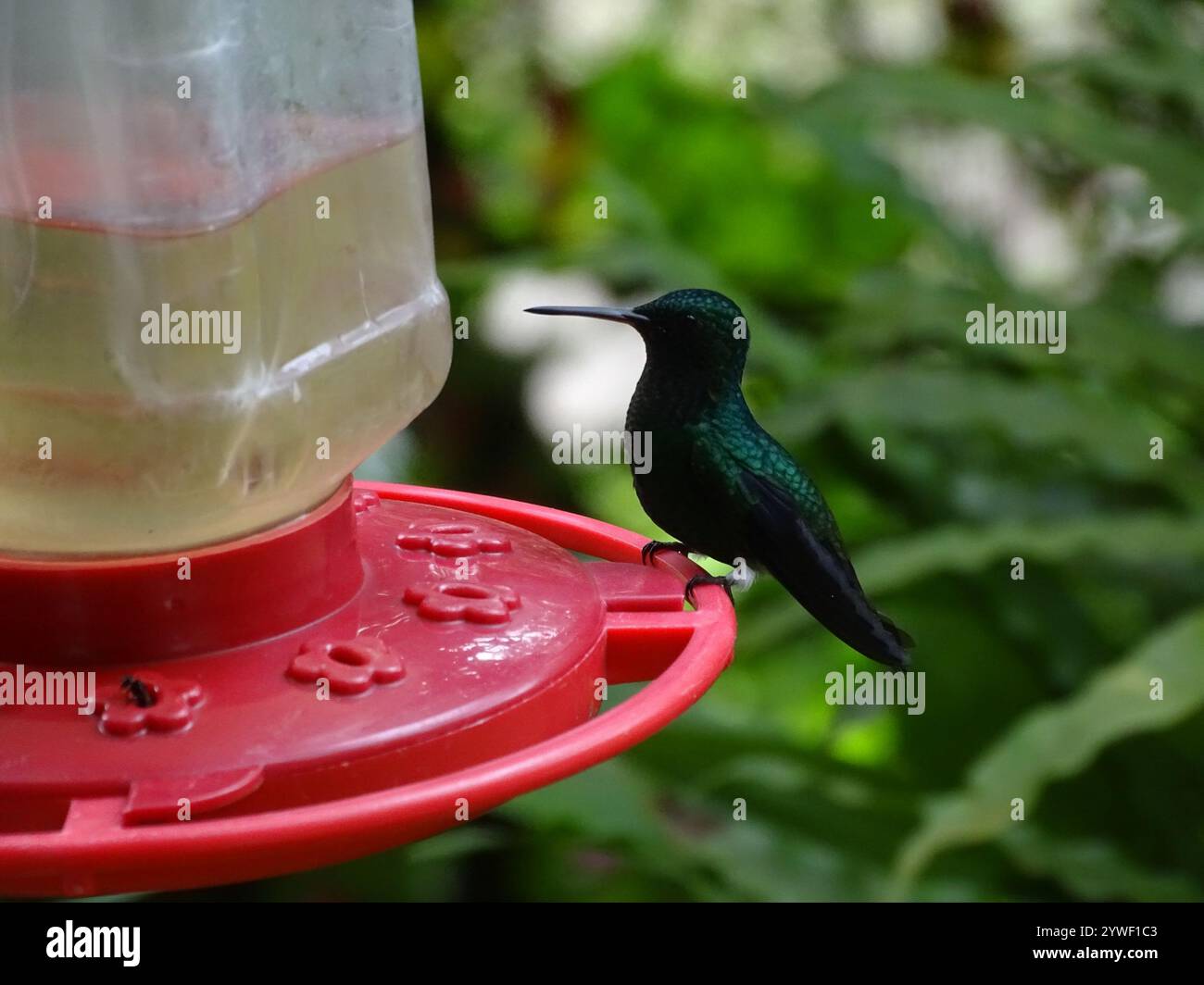 Steely-vented Hummingbird (Saucerottia saucerottei Stock Photo - Alamy
