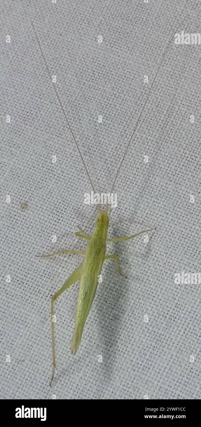 Four-spotted Tree Cricket (Oecanthus quadripunctatus Stock Photo - Alamy