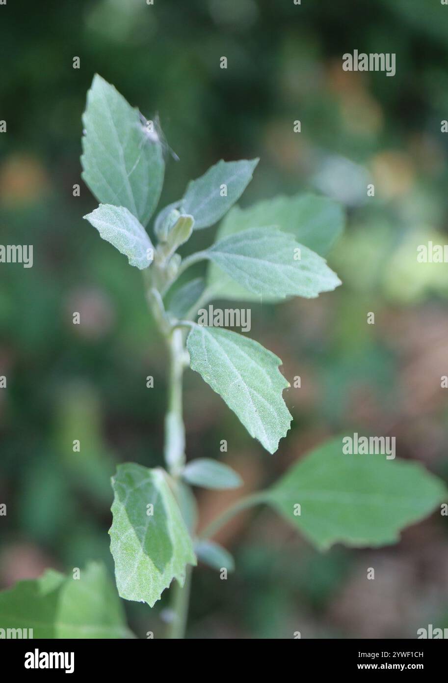 Common Lambsquarters (Chenopodium album Stock Photo - Alamy