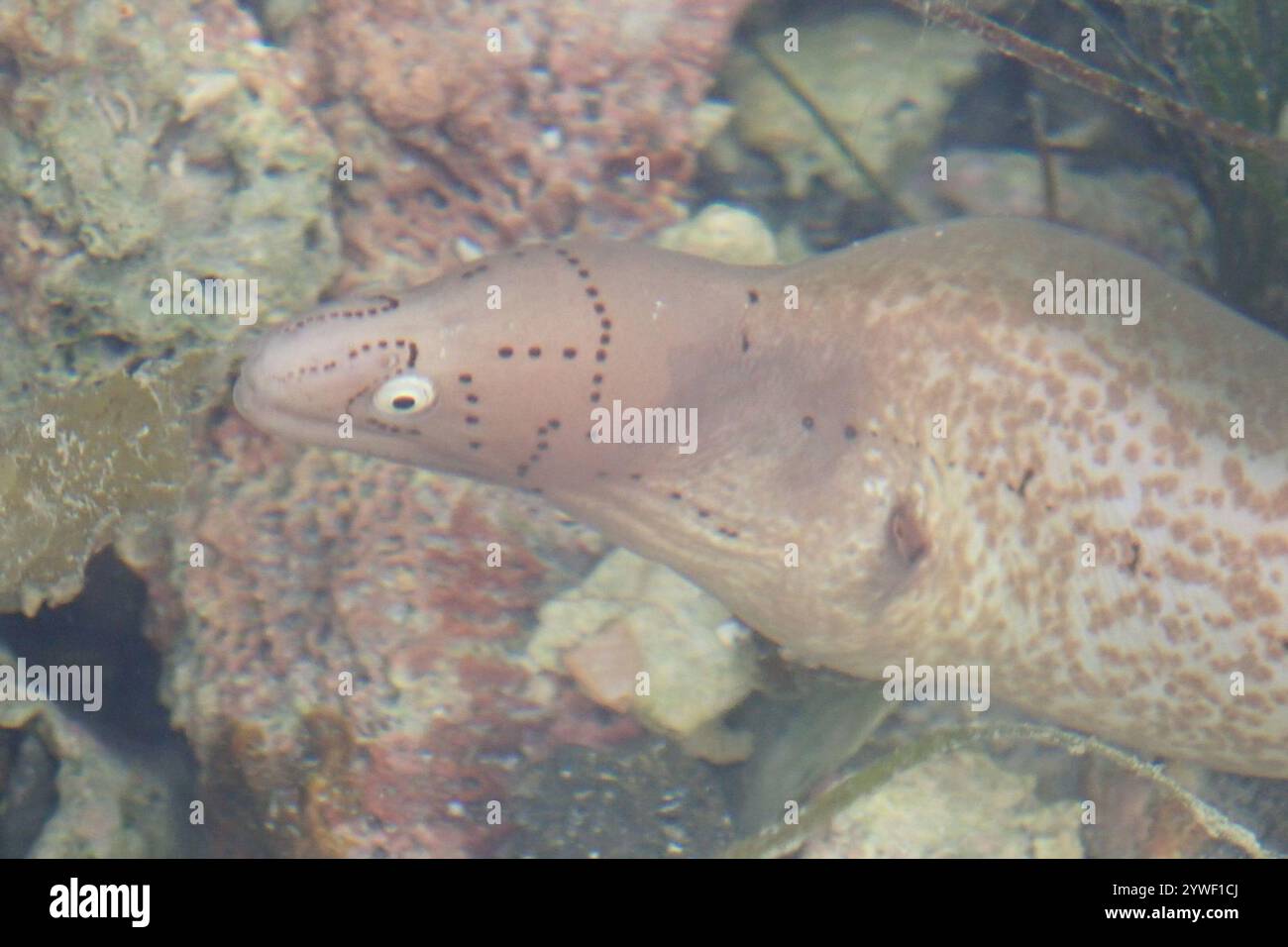 Geometric Moray (Gymnothorax griseus Stock Photo - Alamy