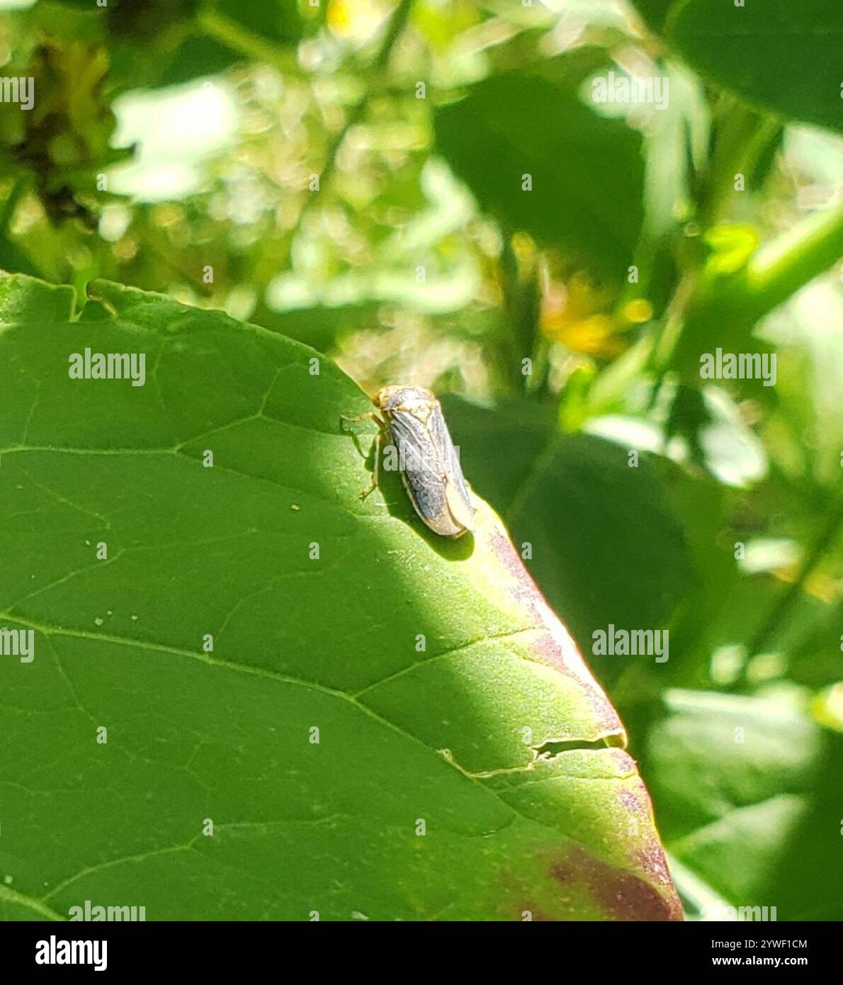 Broad-headed Sharpshooter (Oncometopia orbona Stock Photo - Alamy