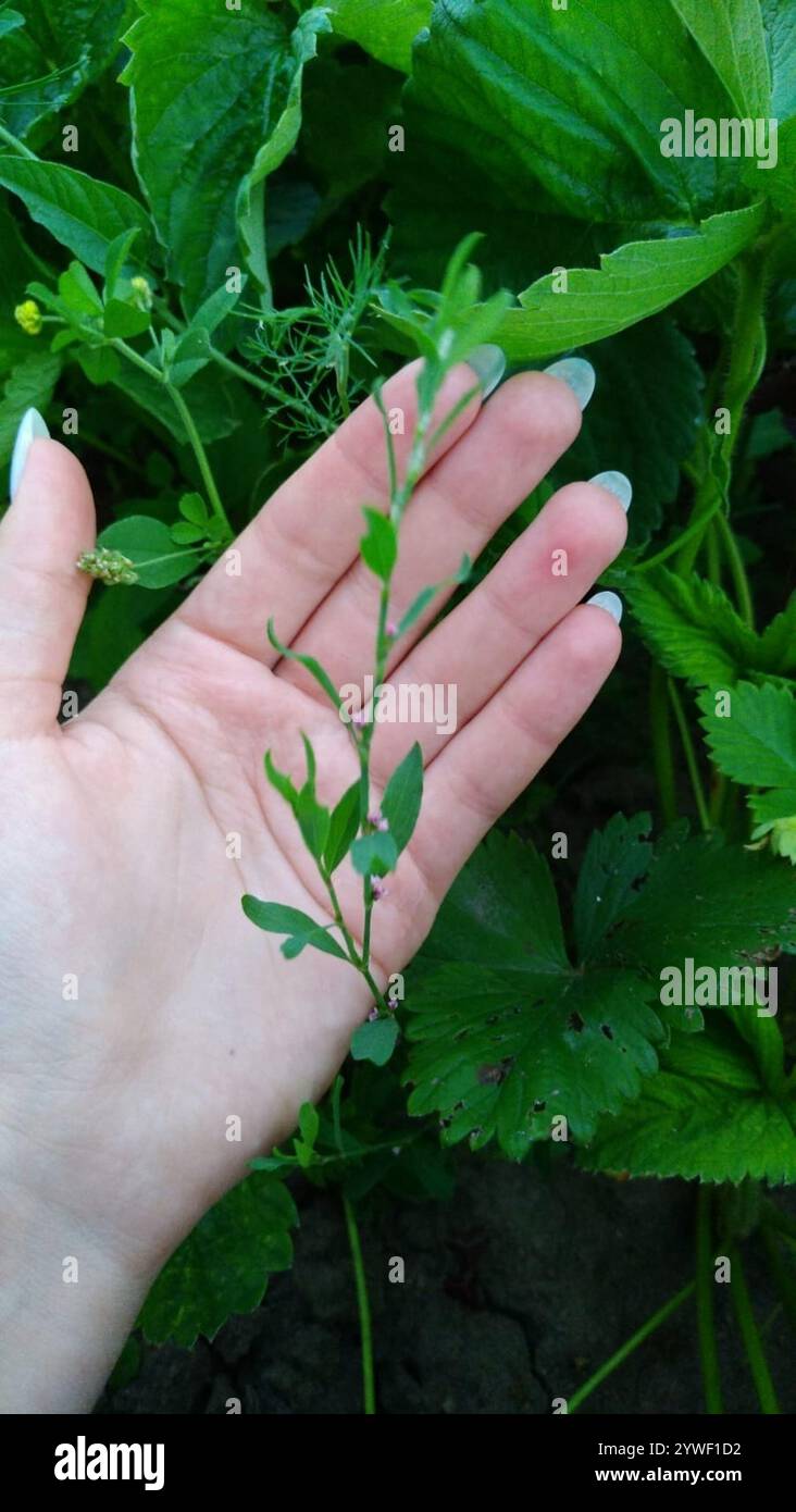 Common Knotgrass Complex (Polygonum aviculare Stock Photo - Alamy
