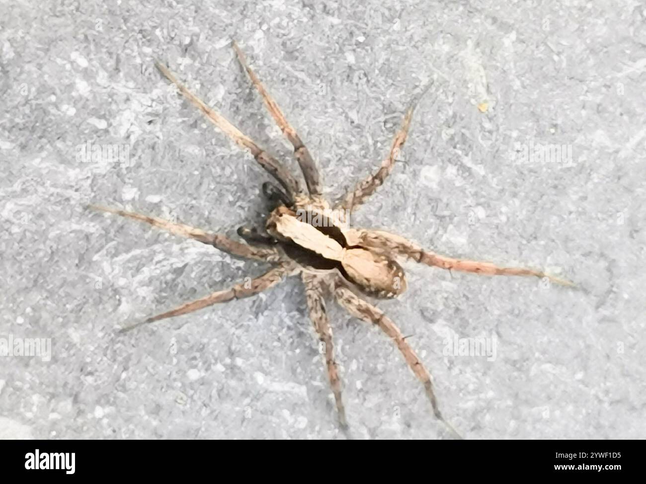 Burnt wolf spider hi-res stock photography and images - Alamy