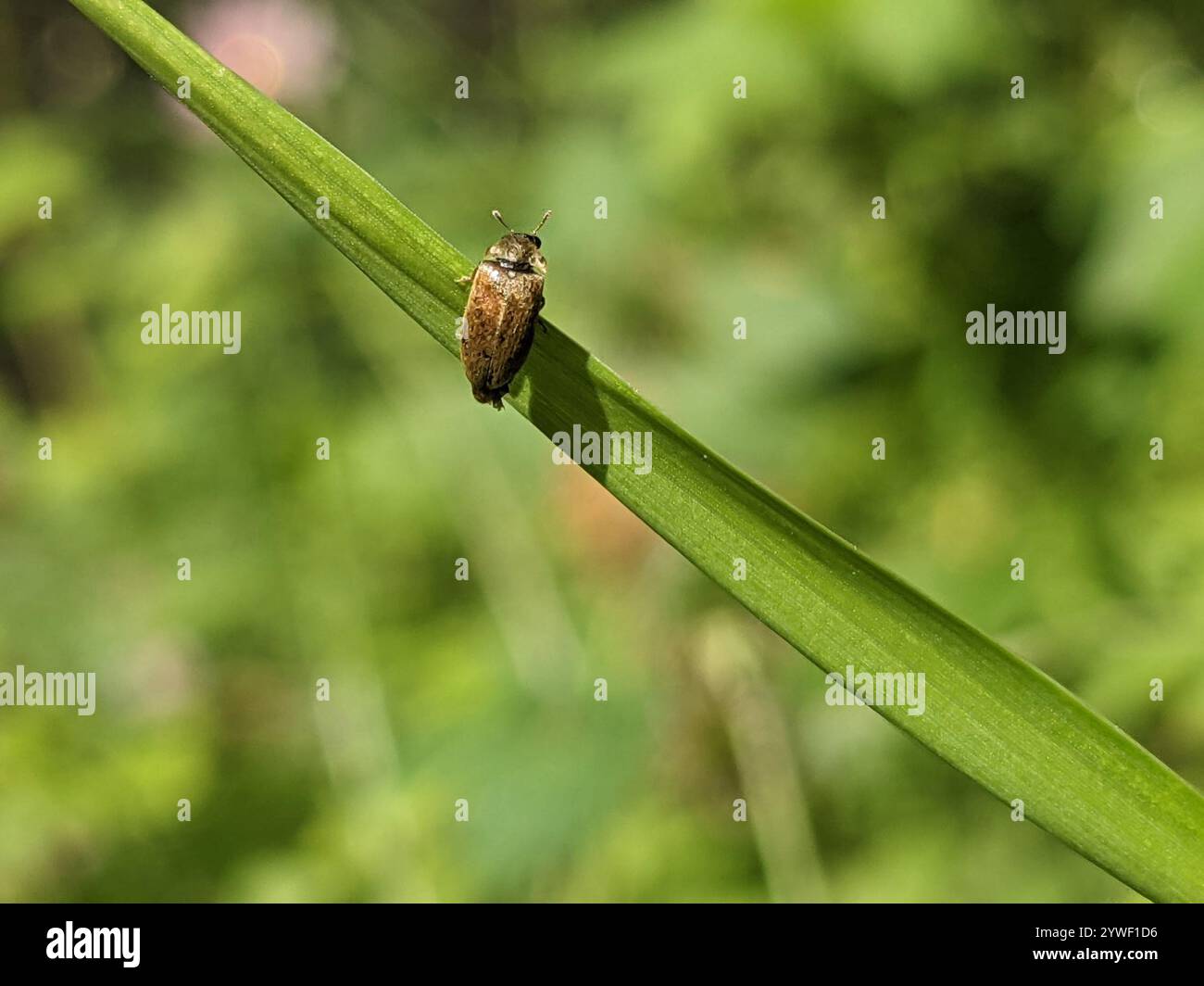 Fruitworm Beetles (Byturidae Stock Photo - Alamy