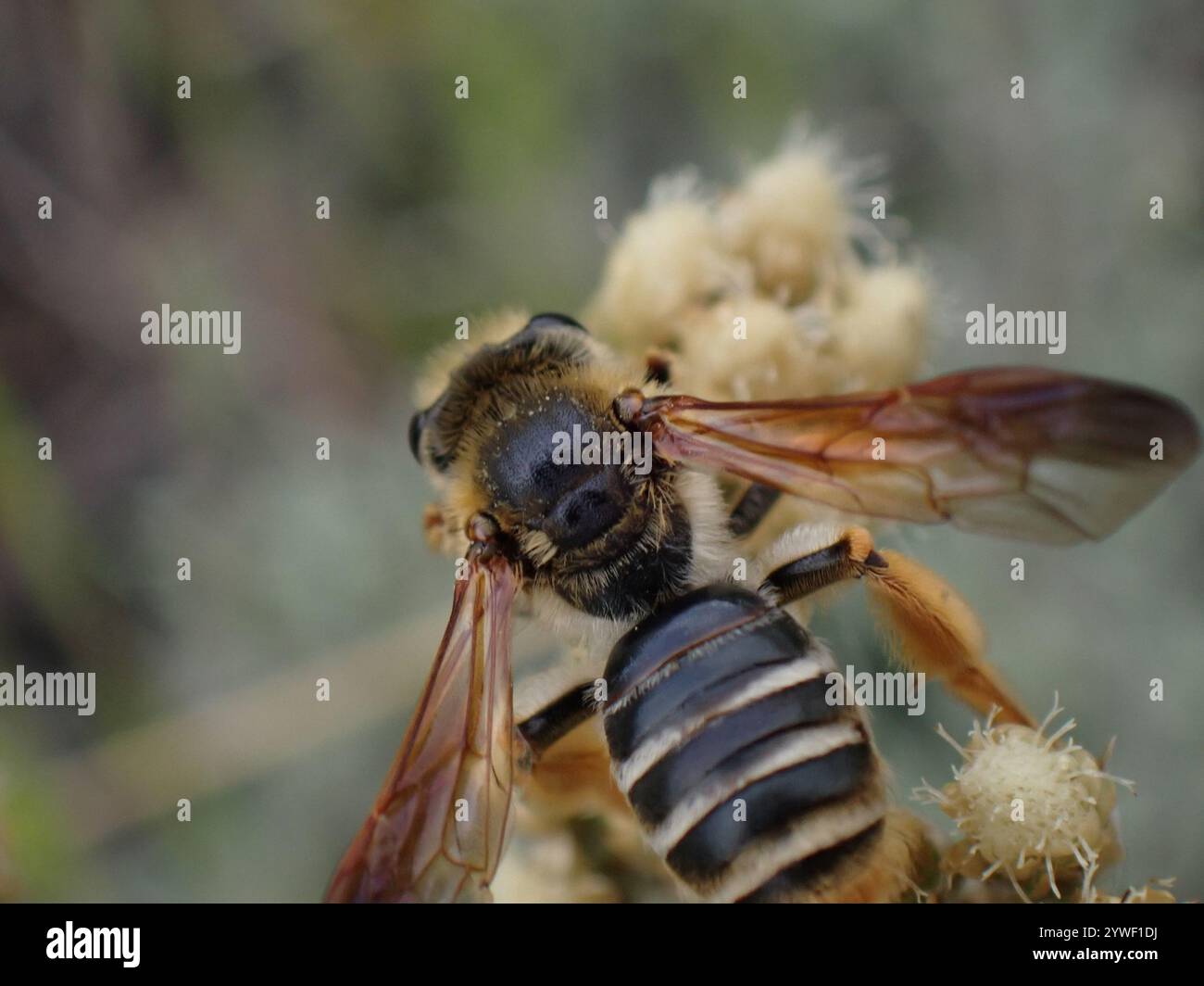 Prunus Miner Bee (Andrena prunorum Stock Photo - Alamy