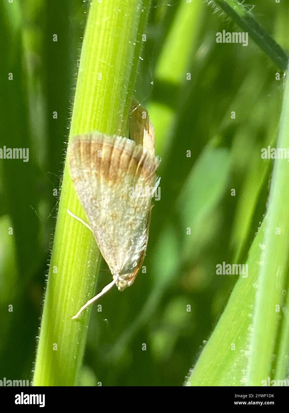 Marbled Yellow Pearl (Evergestis extimalis Stock Photo - Alamy