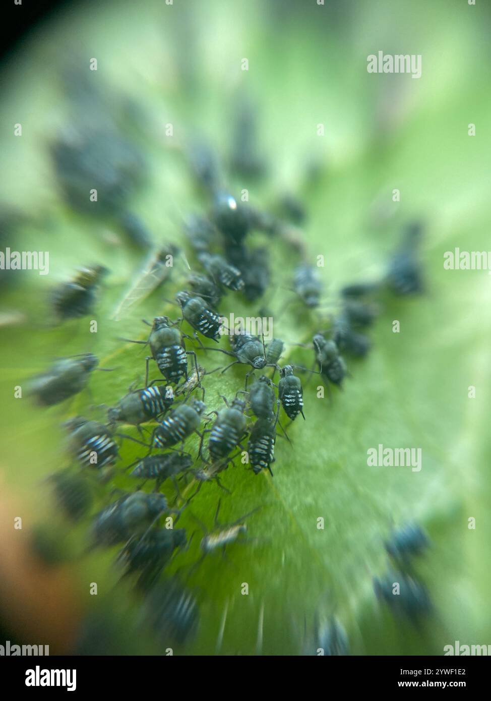 Elder Aphid (Aphis sambuci Stock Photo - Alamy