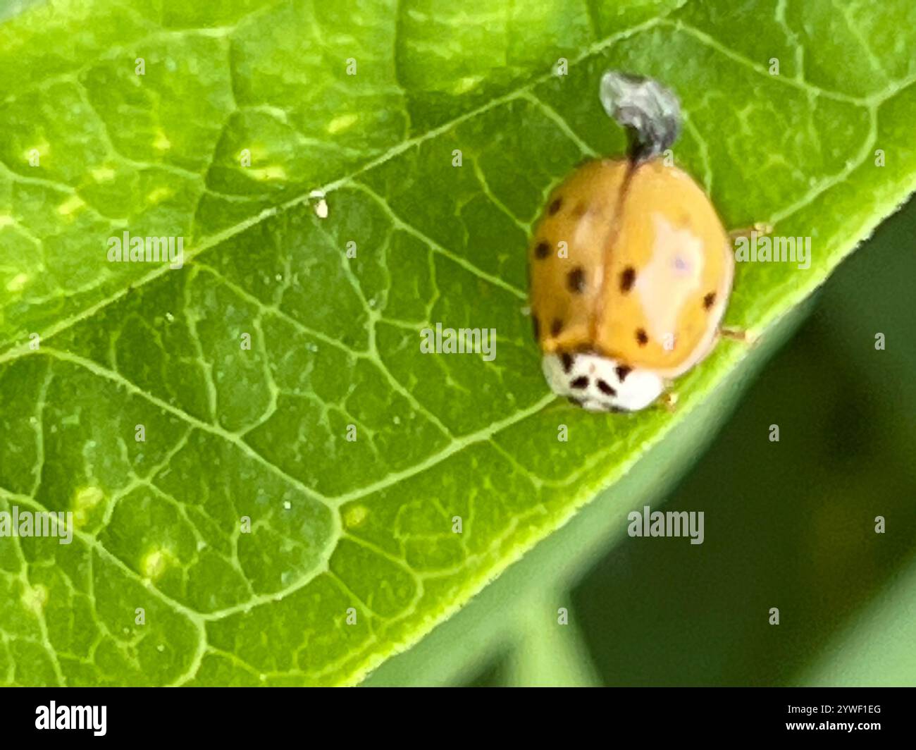 Asian Lady Beetle (Harmonia axyridis Stock Photo - Alamy