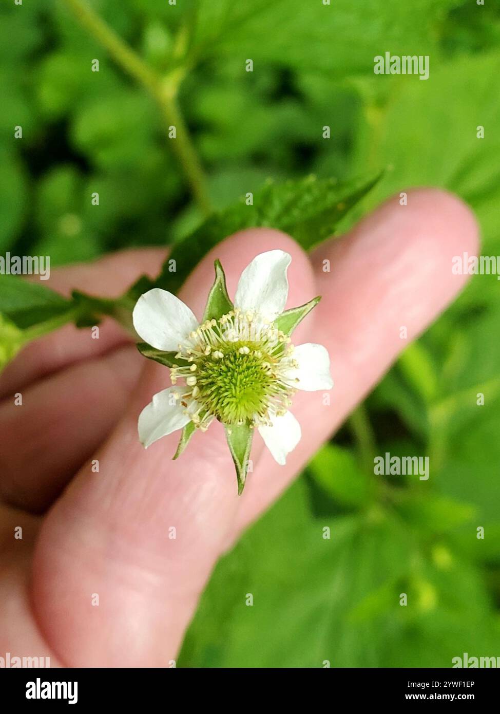 white avens (Geum canadense Stock Photo - Alamy