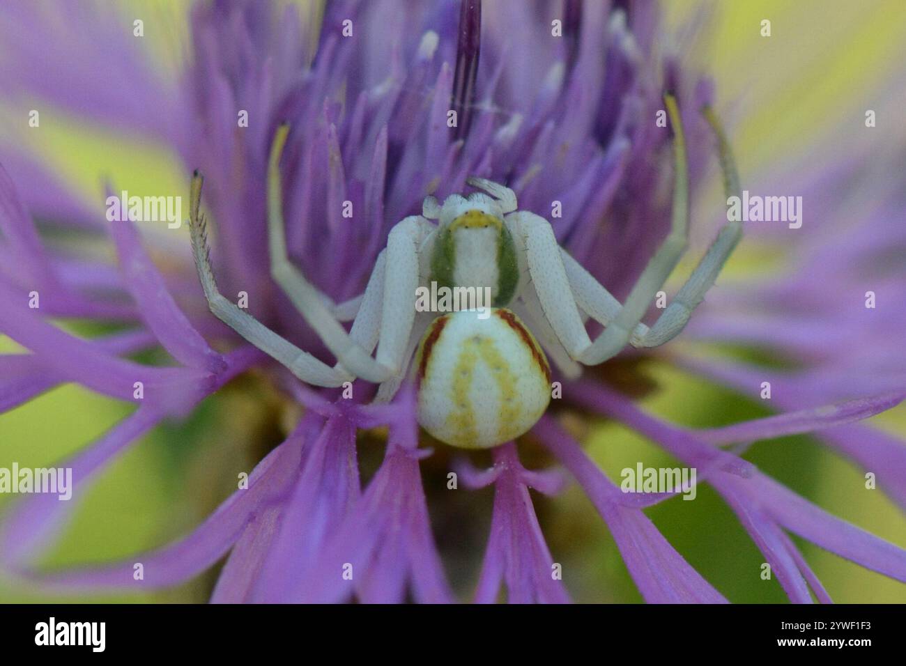 Goldenrod Crab Spider (Misumena vatia Stock Photo - Alamy