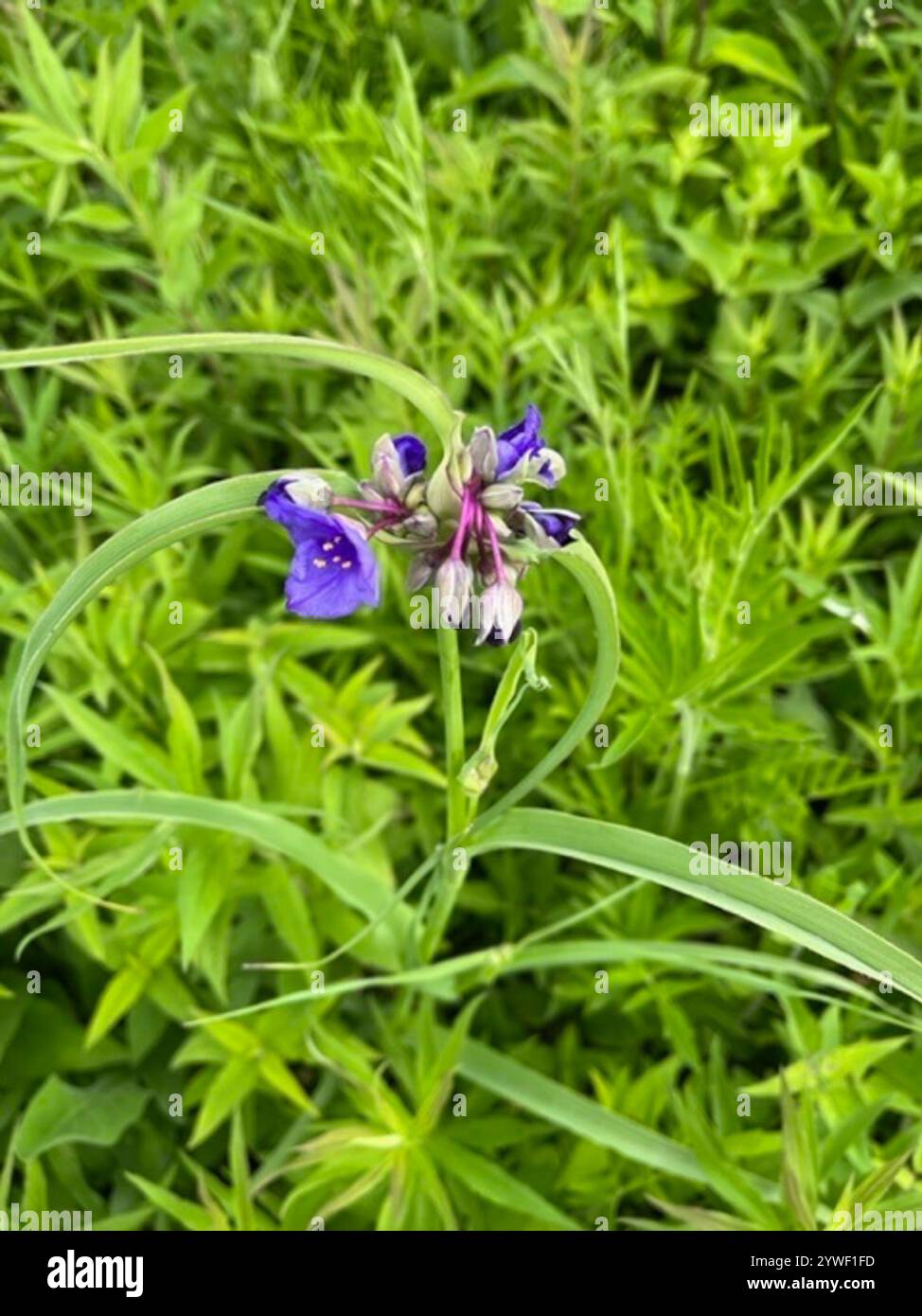eastern shooting star (Primula meadia Stock Photo - Alamy